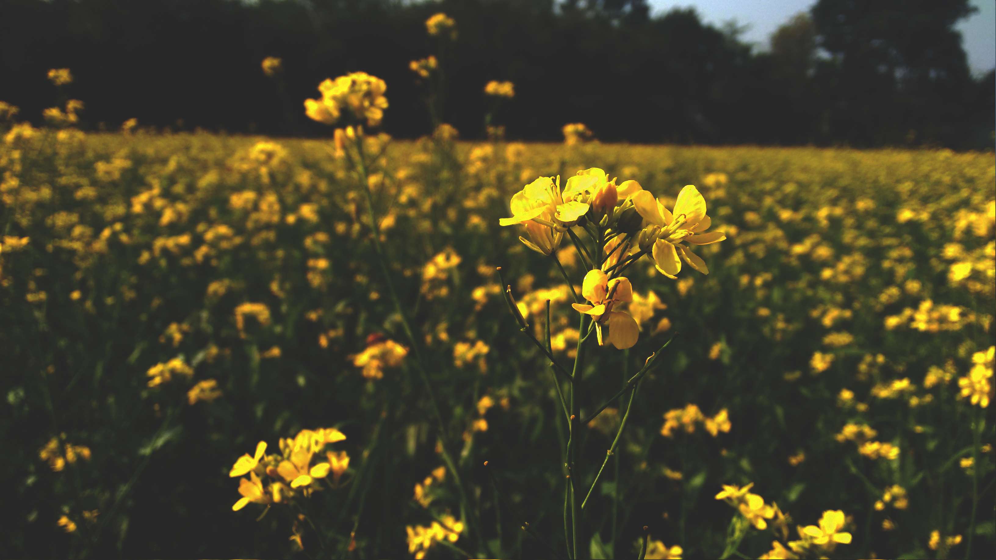 Yellow Flower Field Wallpapers - Top Free Yellow Flower Field ...