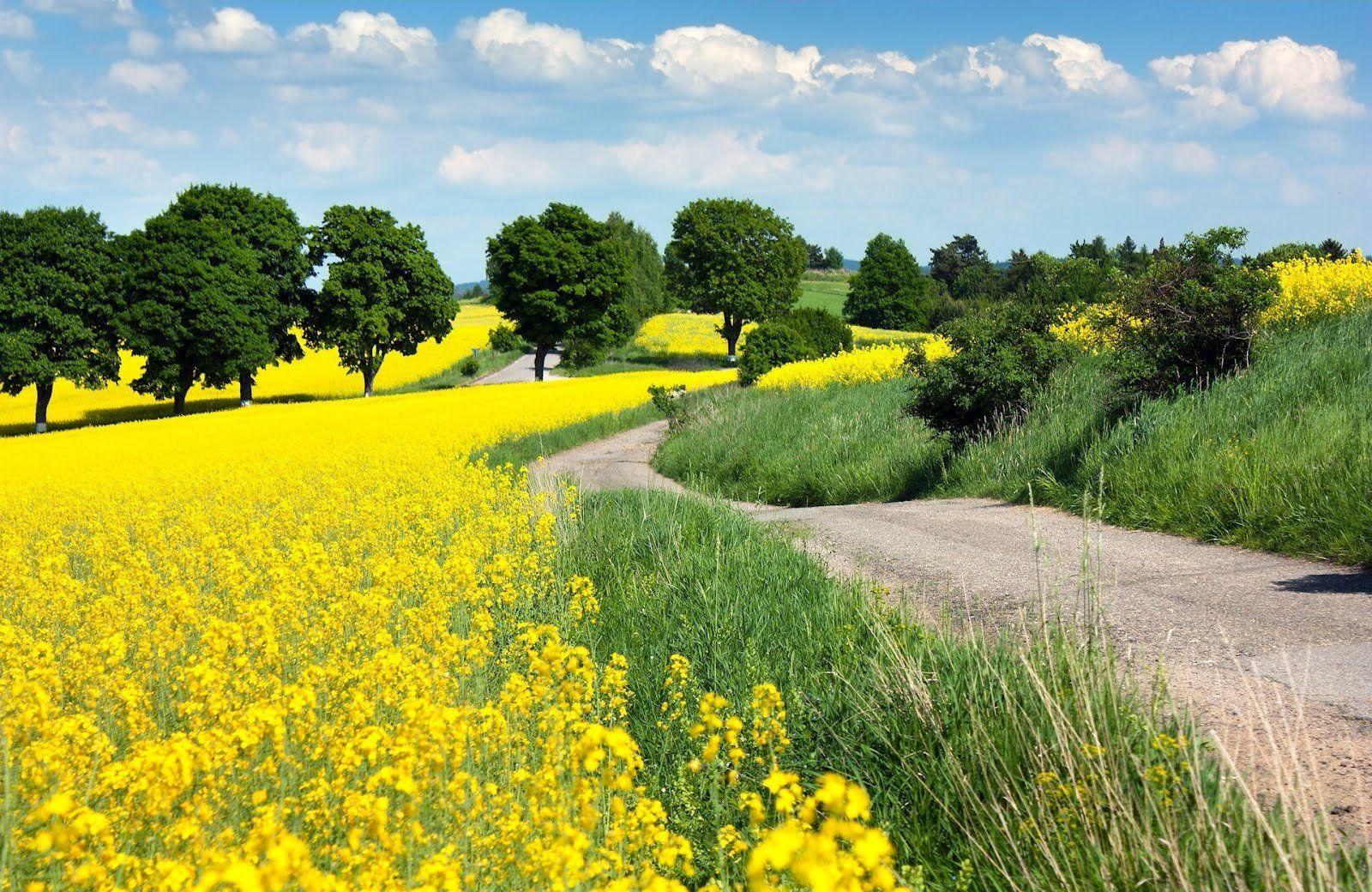 Yellow Flower Field Wallpapers - Top Free Yellow Flower Field ...
