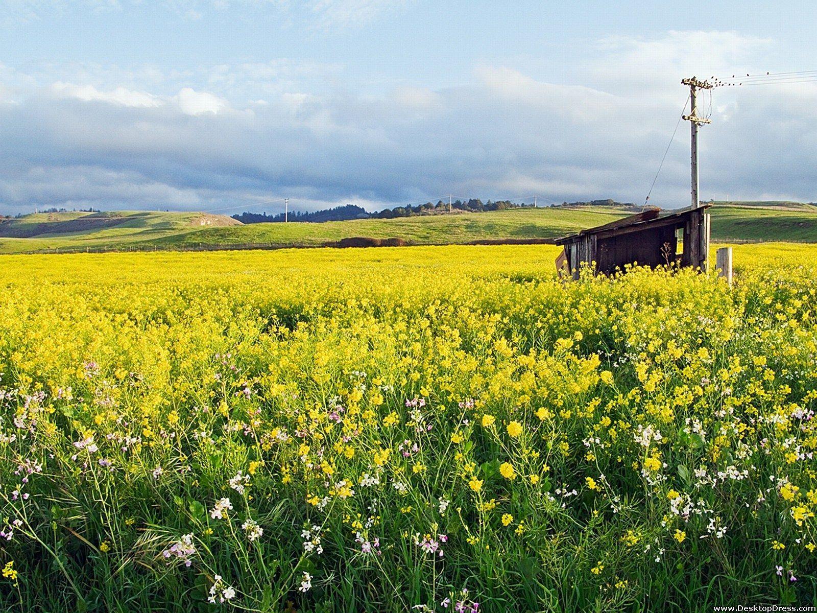 Yellow Flower Field Wallpapers - Top Free Yellow Flower Field ...