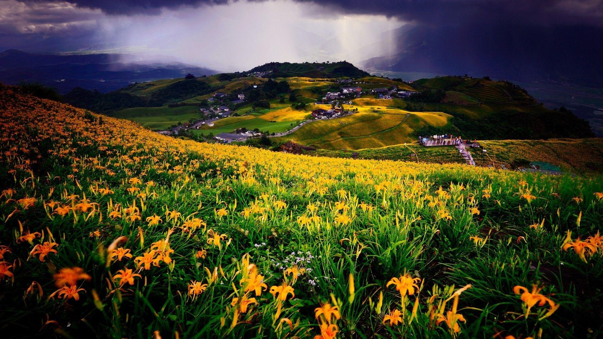 Yellow Flower Field Wallpapers - Top Free Yellow Flower Field ...