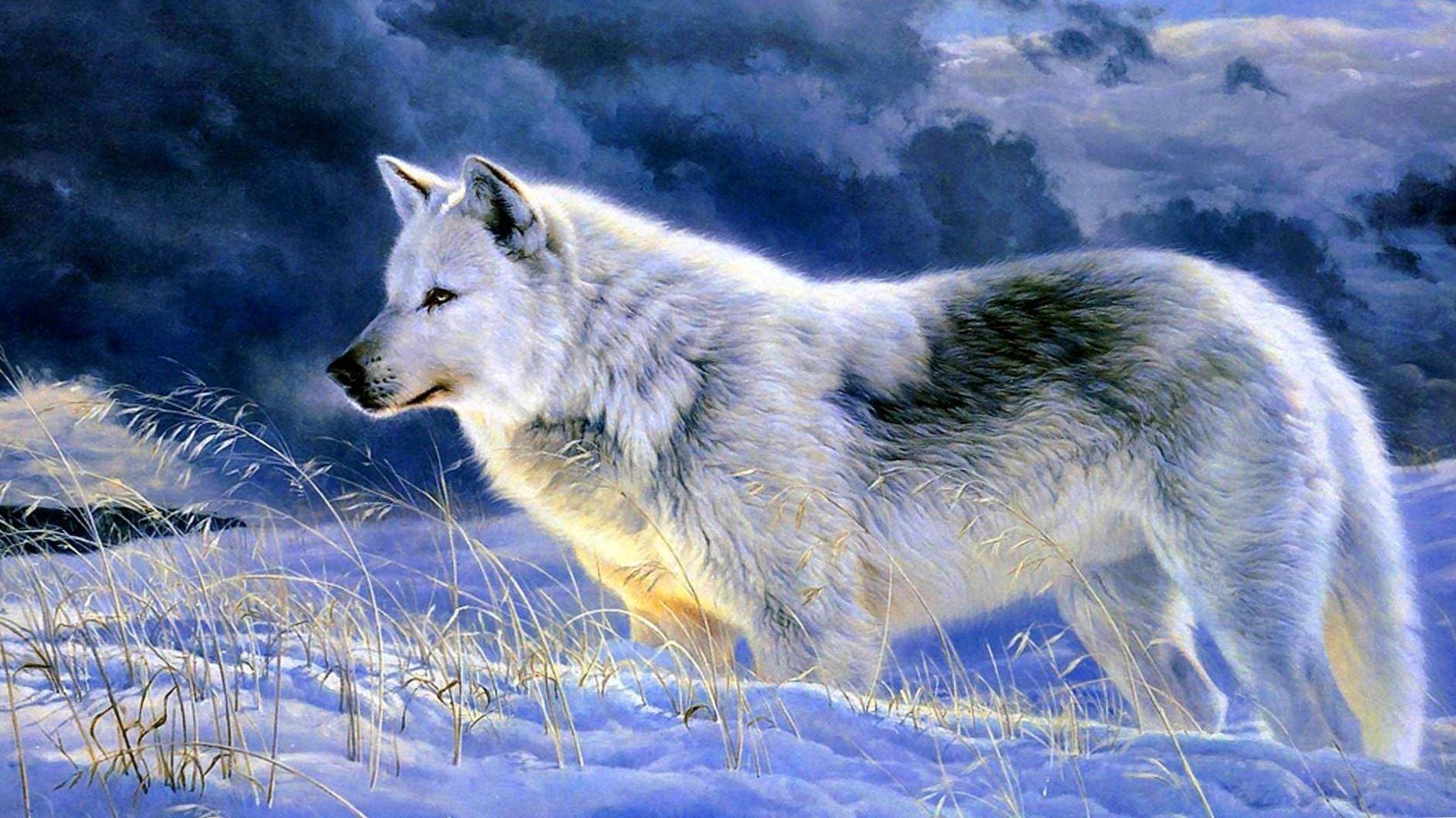 Gray Wolf HD Wallpapers - Top Free Gray Wolf HD Backgrounds - WallpaperAccess