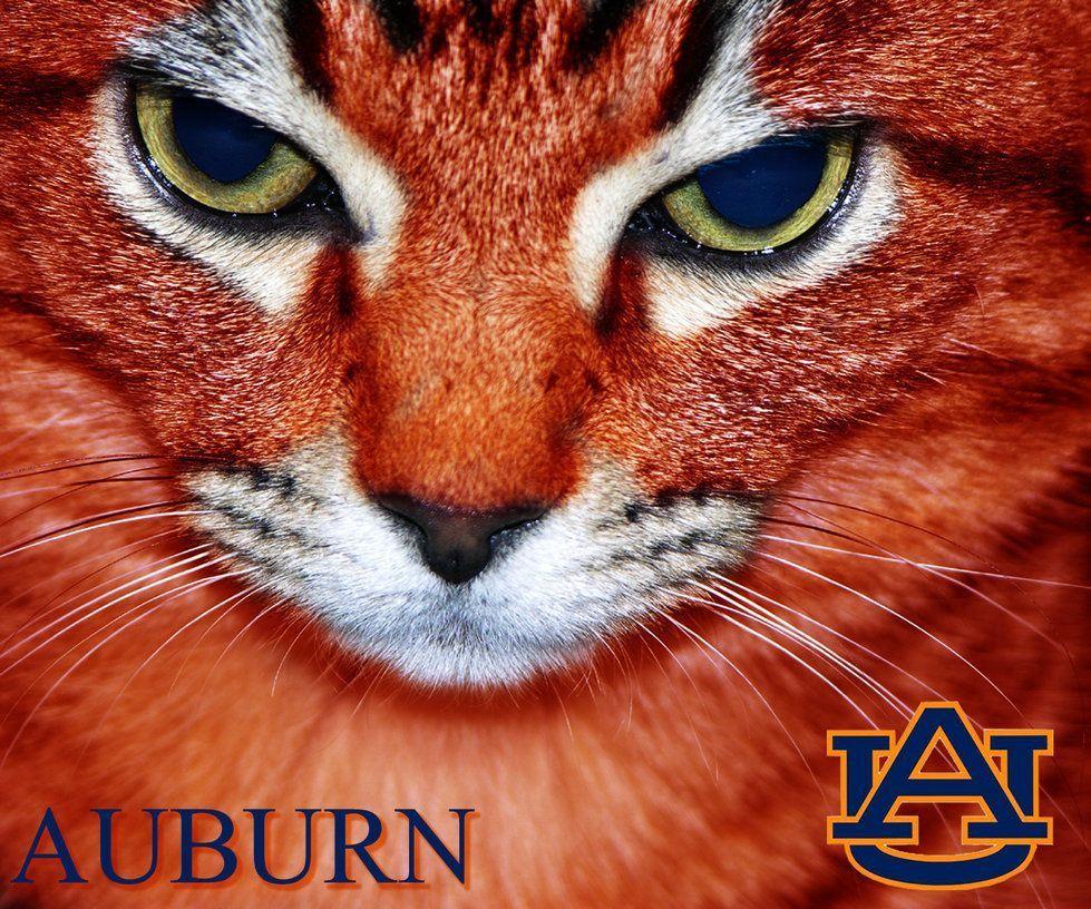Auburn Tigers Wallpapers - Top Free Auburn Tigers Backgrounds ...