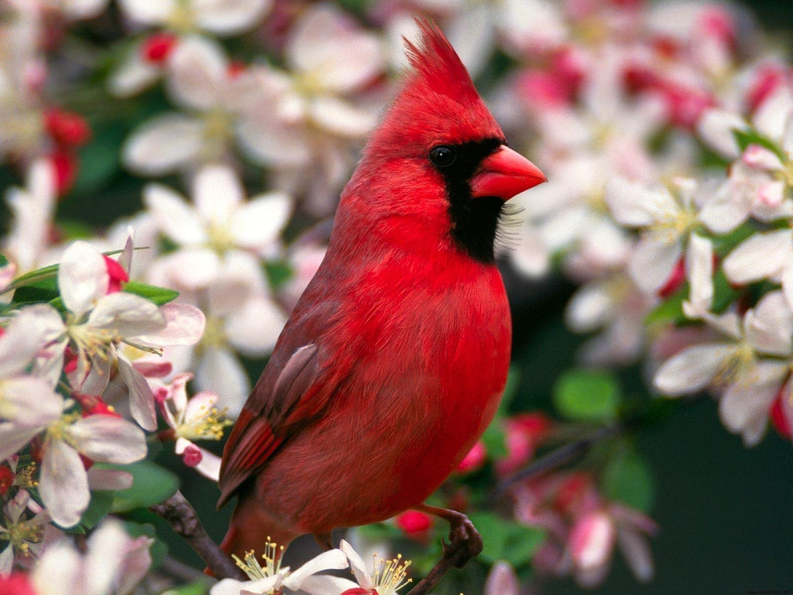 Cardinal Desktop Wallpapers - Top Free Cardinal Desktop Backgrounds ...