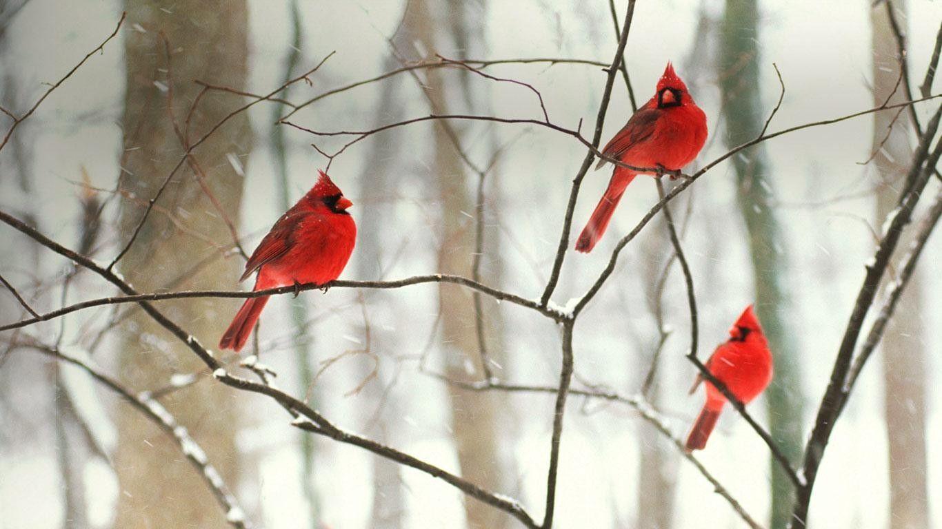 Cardinal Desktop Wallpapers - Top Free Cardinal Desktop Backgrounds ...