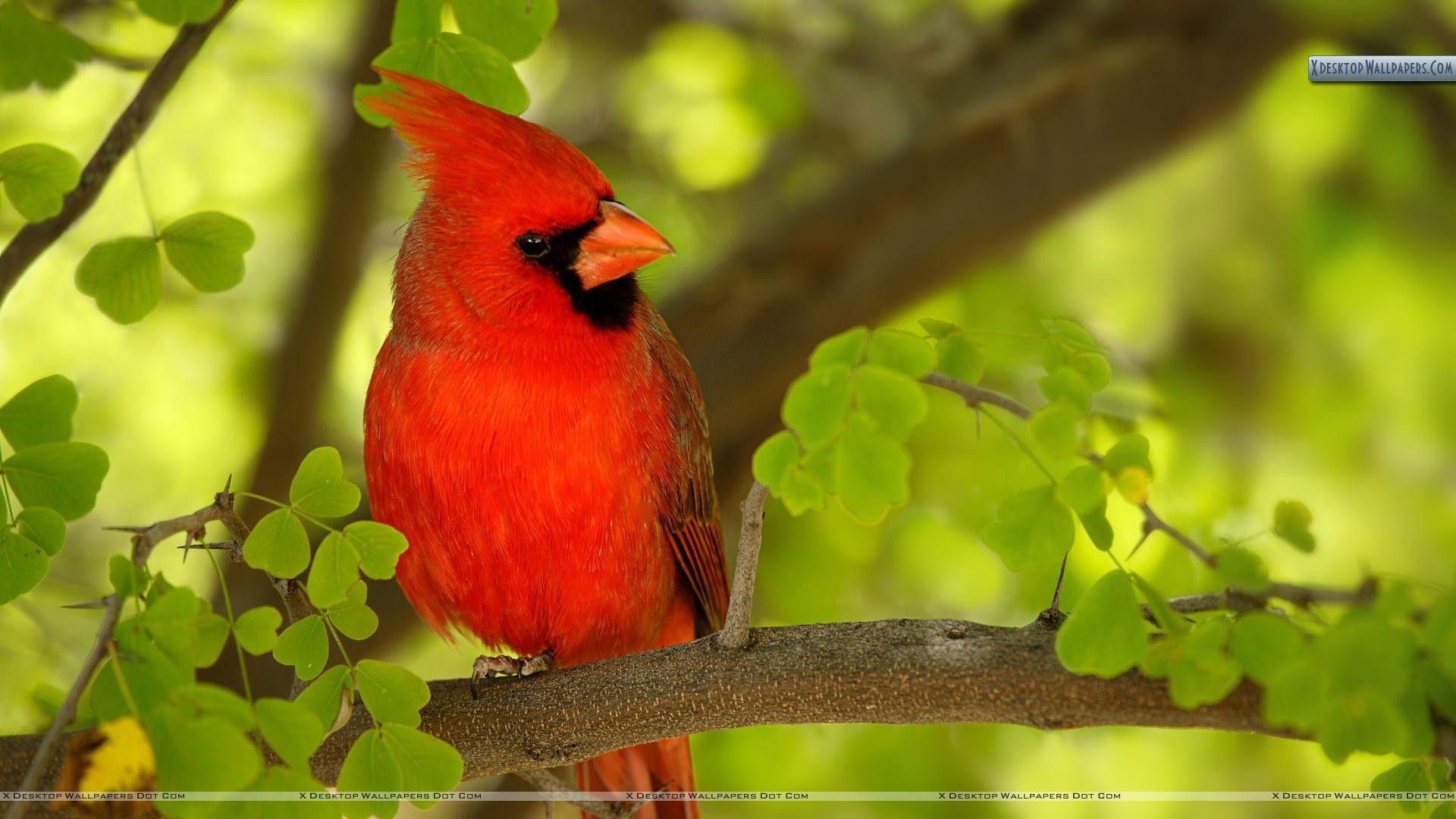 Cardinal Desktop Wallpapers - Top Free Cardinal Desktop Backgrounds ...