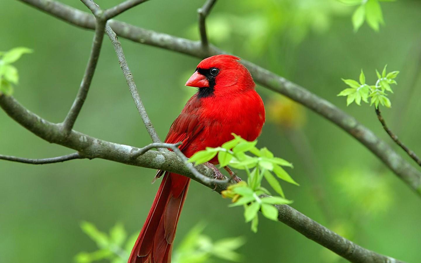 Cardinal Desktop Wallpapers - Top Free Cardinal Desktop Backgrounds ...
