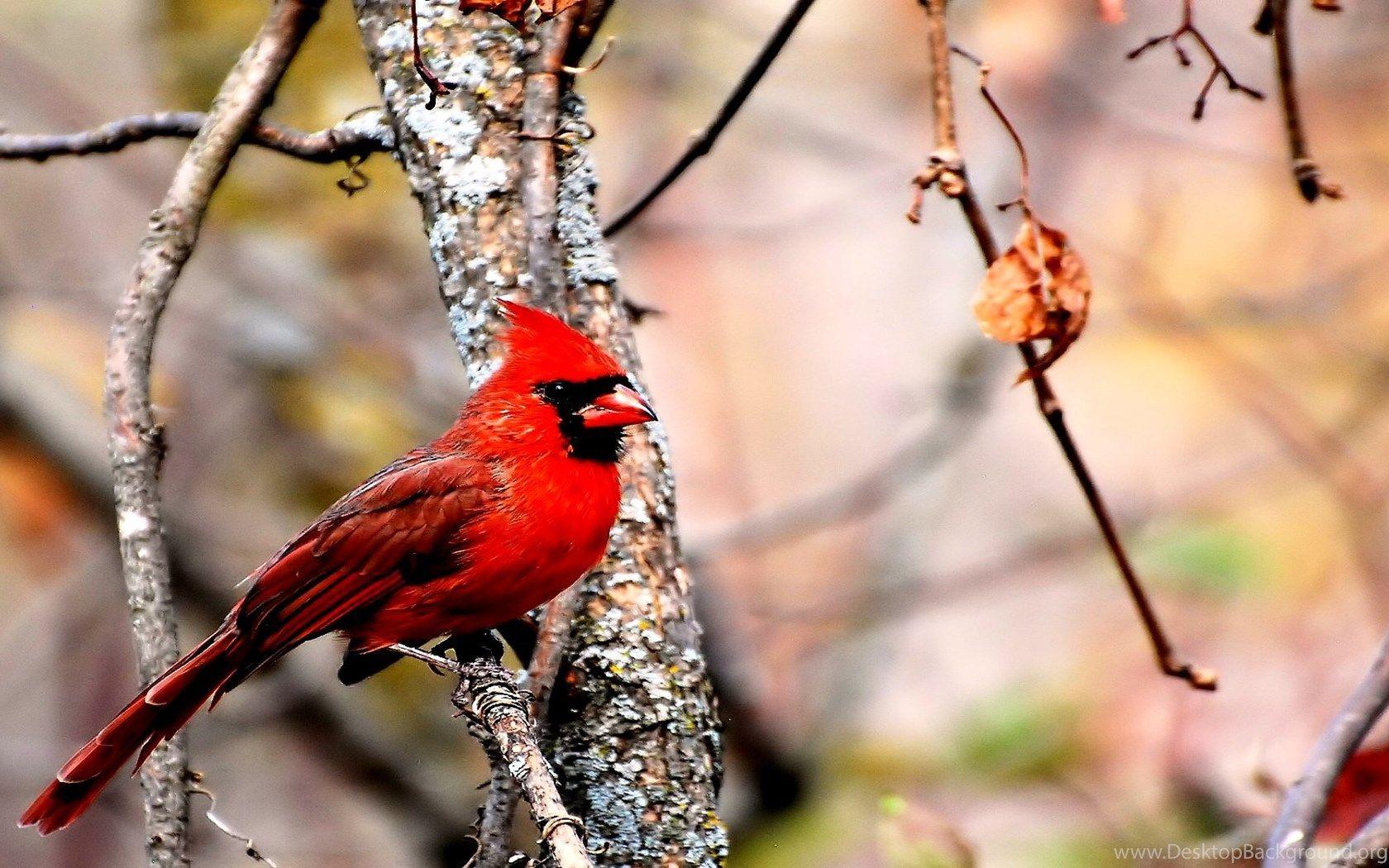 Cardinal Desktop Wallpapers - Top Free Cardinal Desktop Backgrounds ...