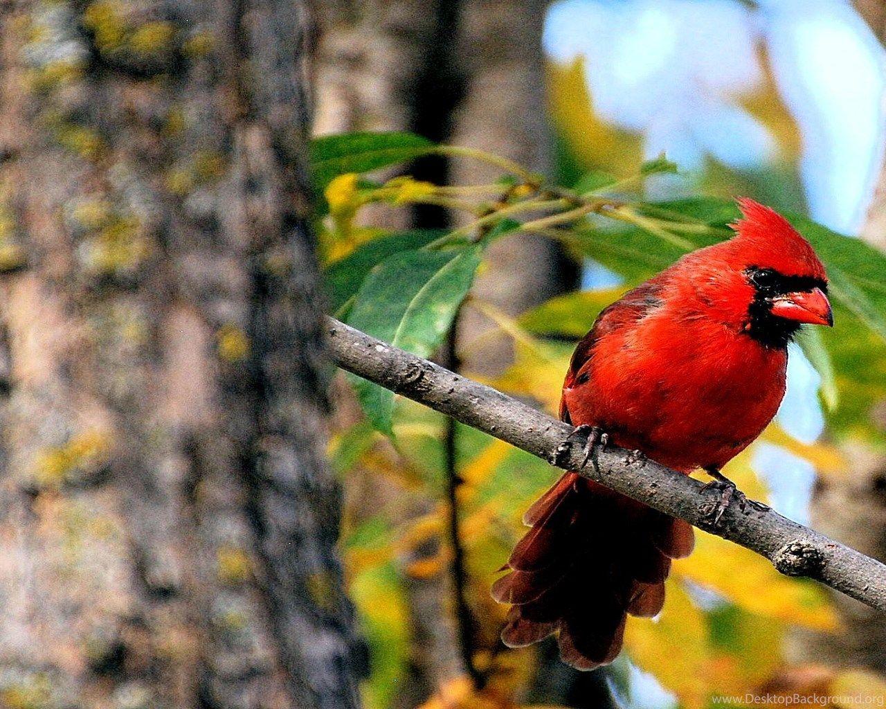 Cardinal Desktop Wallpapers - Top Free Cardinal Desktop Backgrounds ...