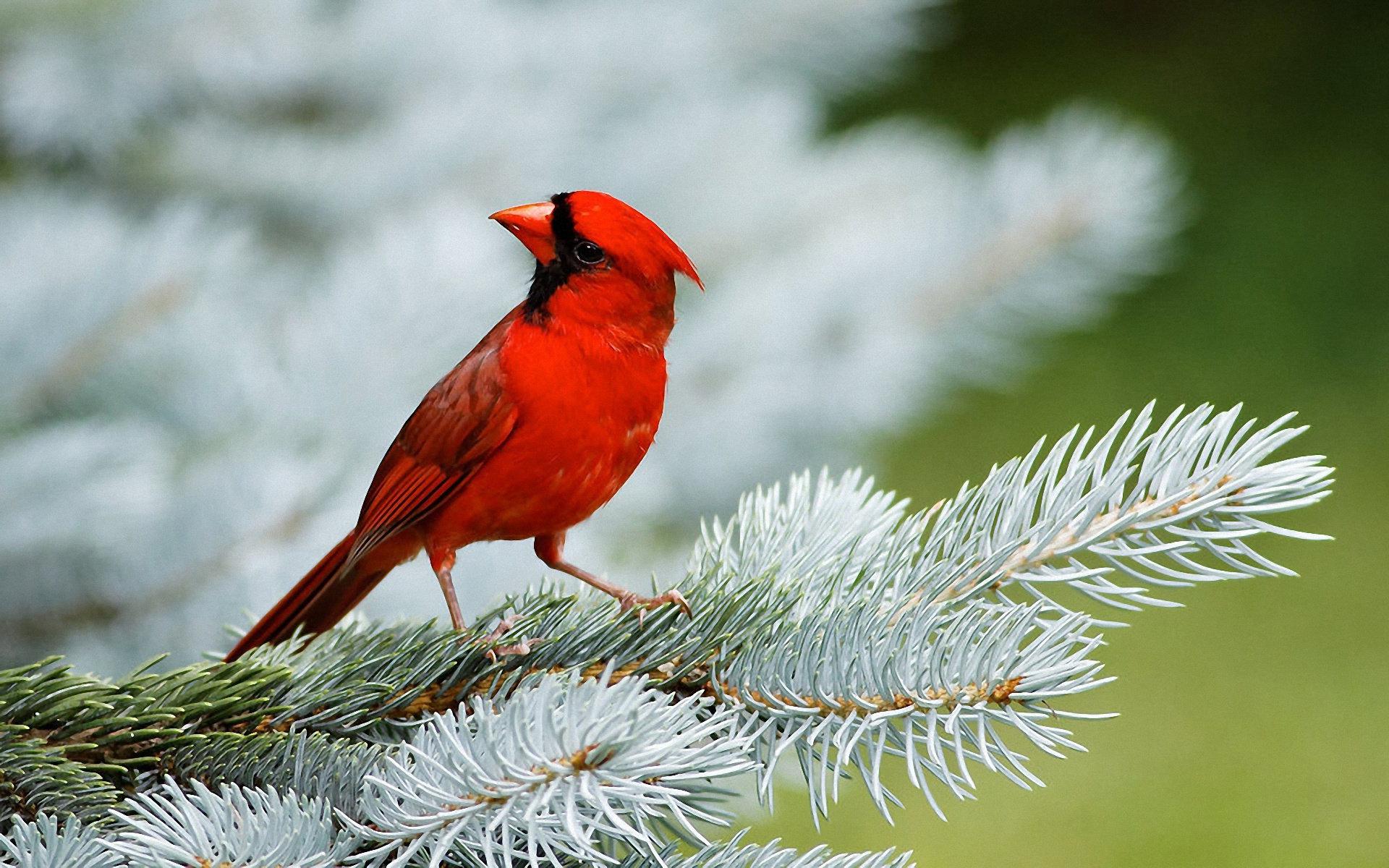 Cardinal Desktop Wallpapers - Top Free Cardinal Desktop Backgrounds ...