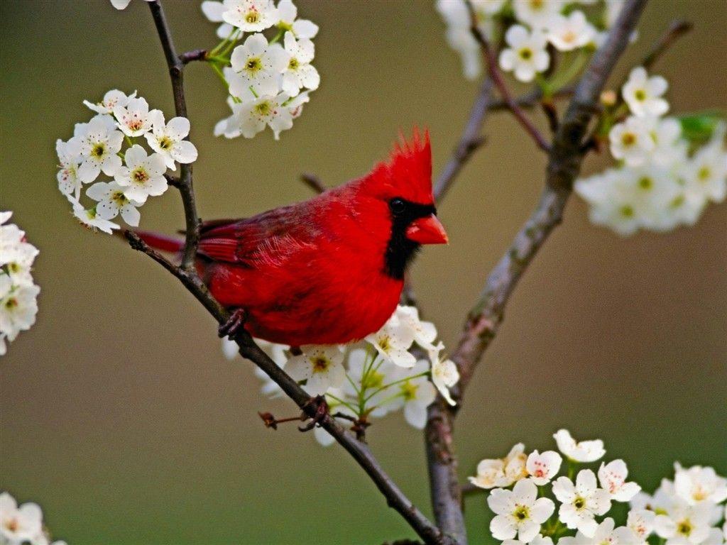 Cardinal Desktop Wallpapers - Top Free Cardinal Desktop Backgrounds ...