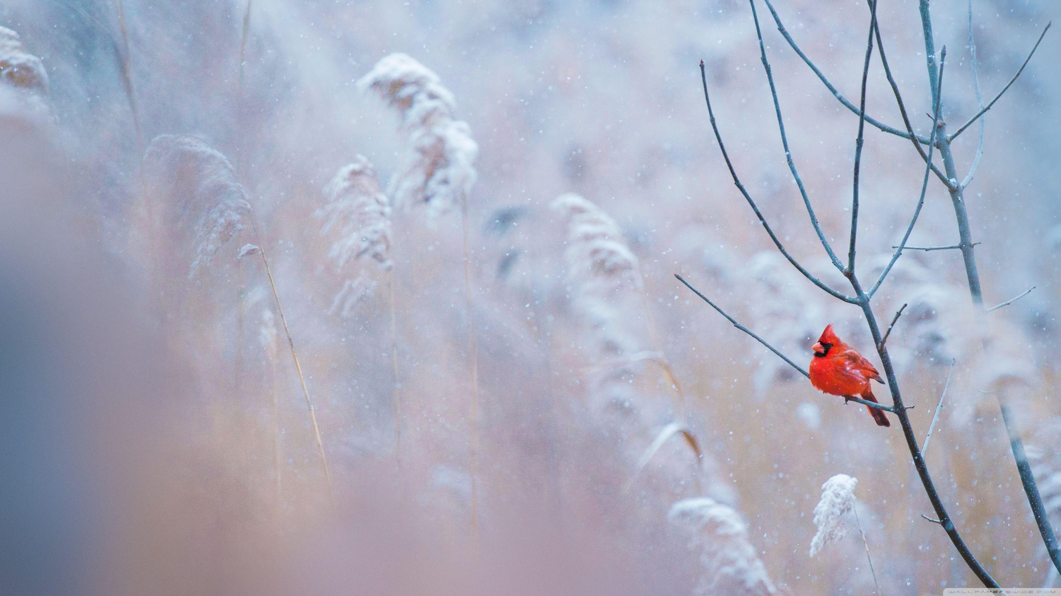 Cardinal Desktop Wallpapers - Top Free Cardinal Desktop Backgrounds ...