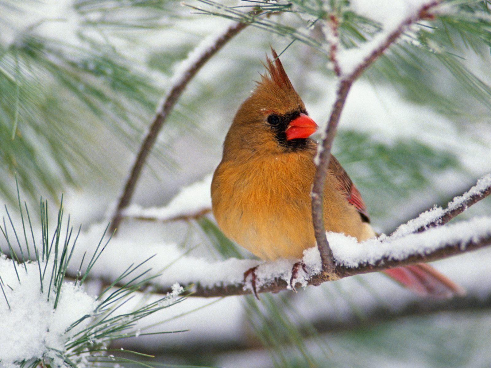Cardinal Desktop Wallpapers - Top Free Cardinal Desktop Backgrounds ...
