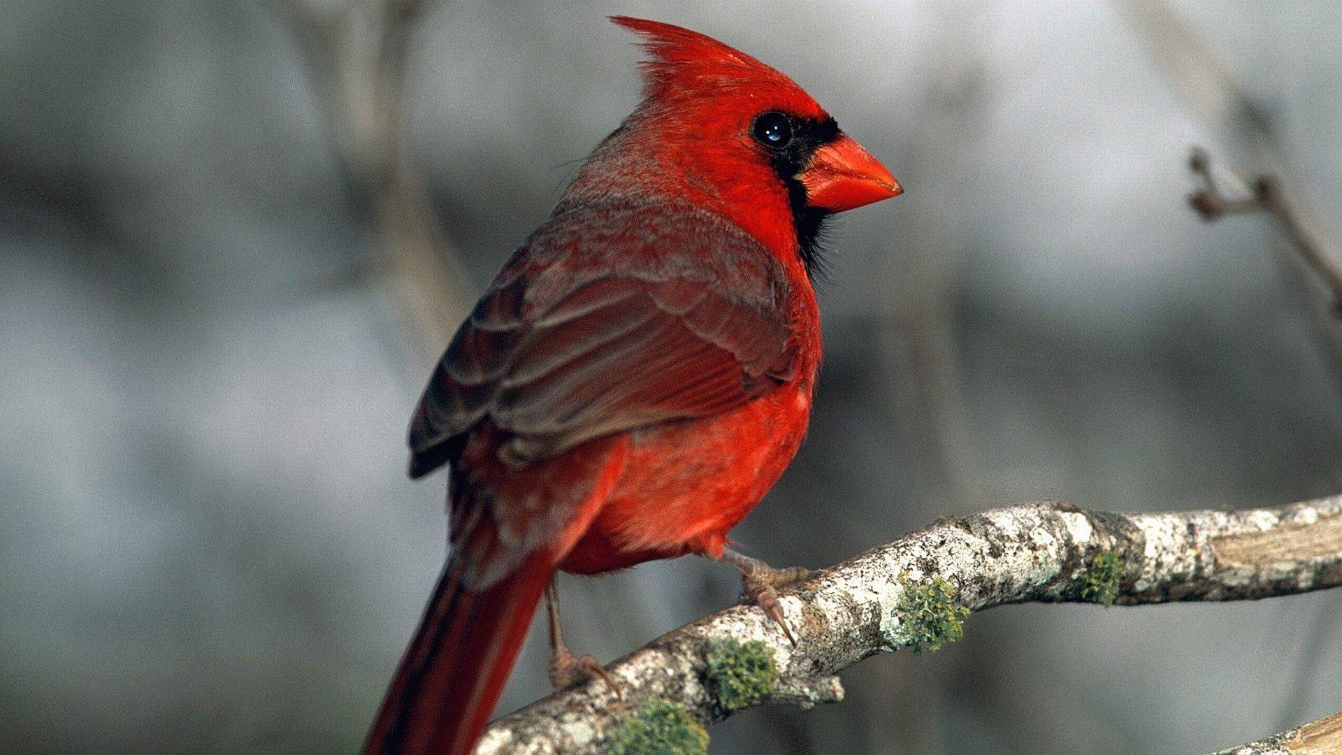 Cardinal Desktop Wallpapers - Top Free Cardinal Desktop Backgrounds ...