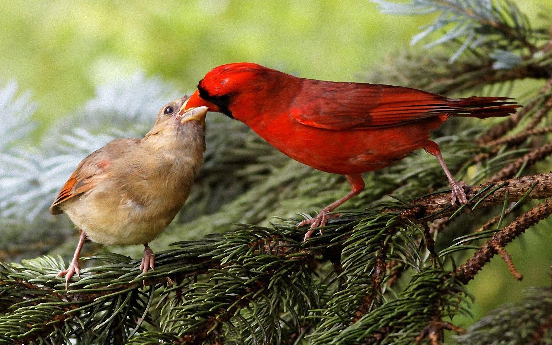 Cardinal Bird Wallpapers - Top Free Cardinal Bird Backgrounds ...