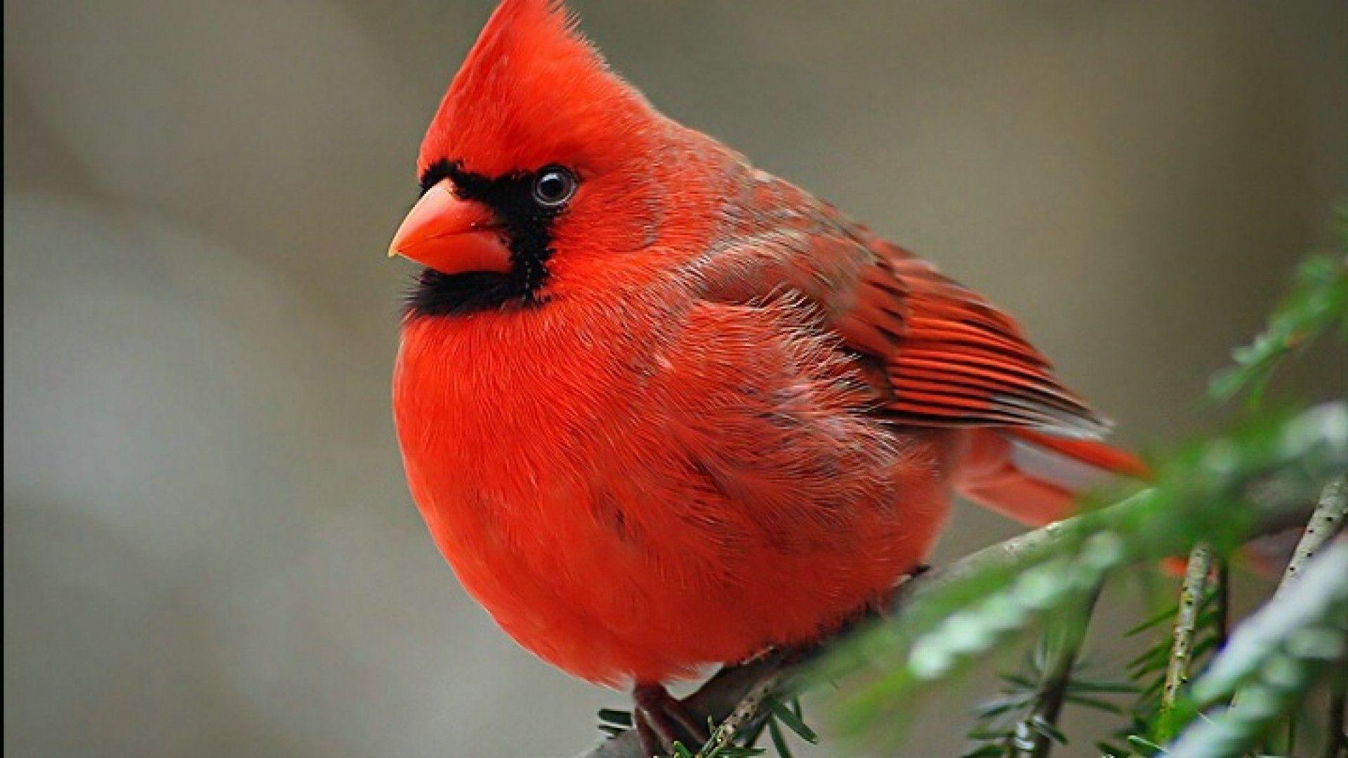 Cardinal Desktop Wallpapers - Top Free Cardinal Desktop Backgrounds ...