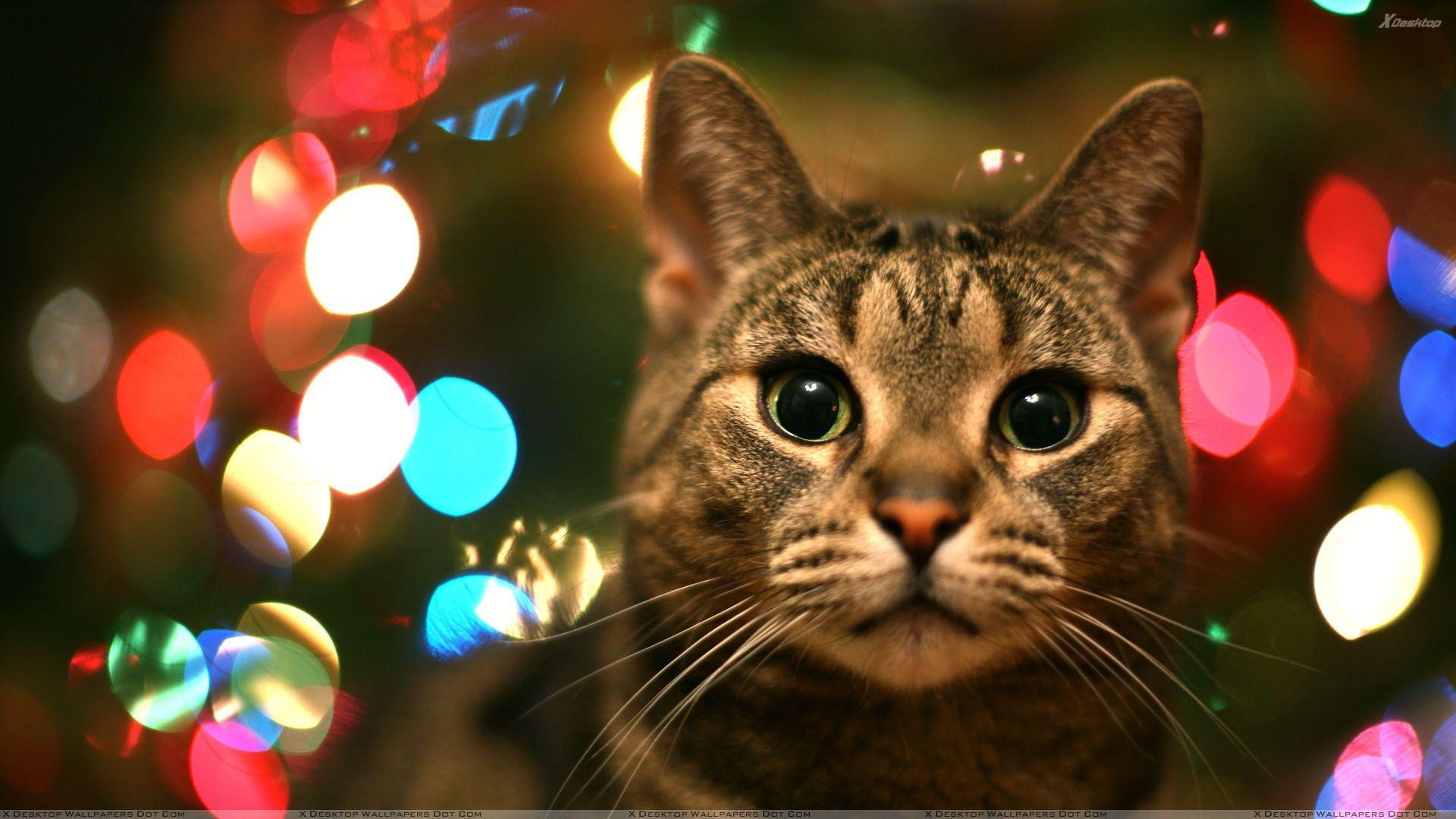 Colorful Cat Wallpapers - Top Free Colorful Cat Backgrounds ...