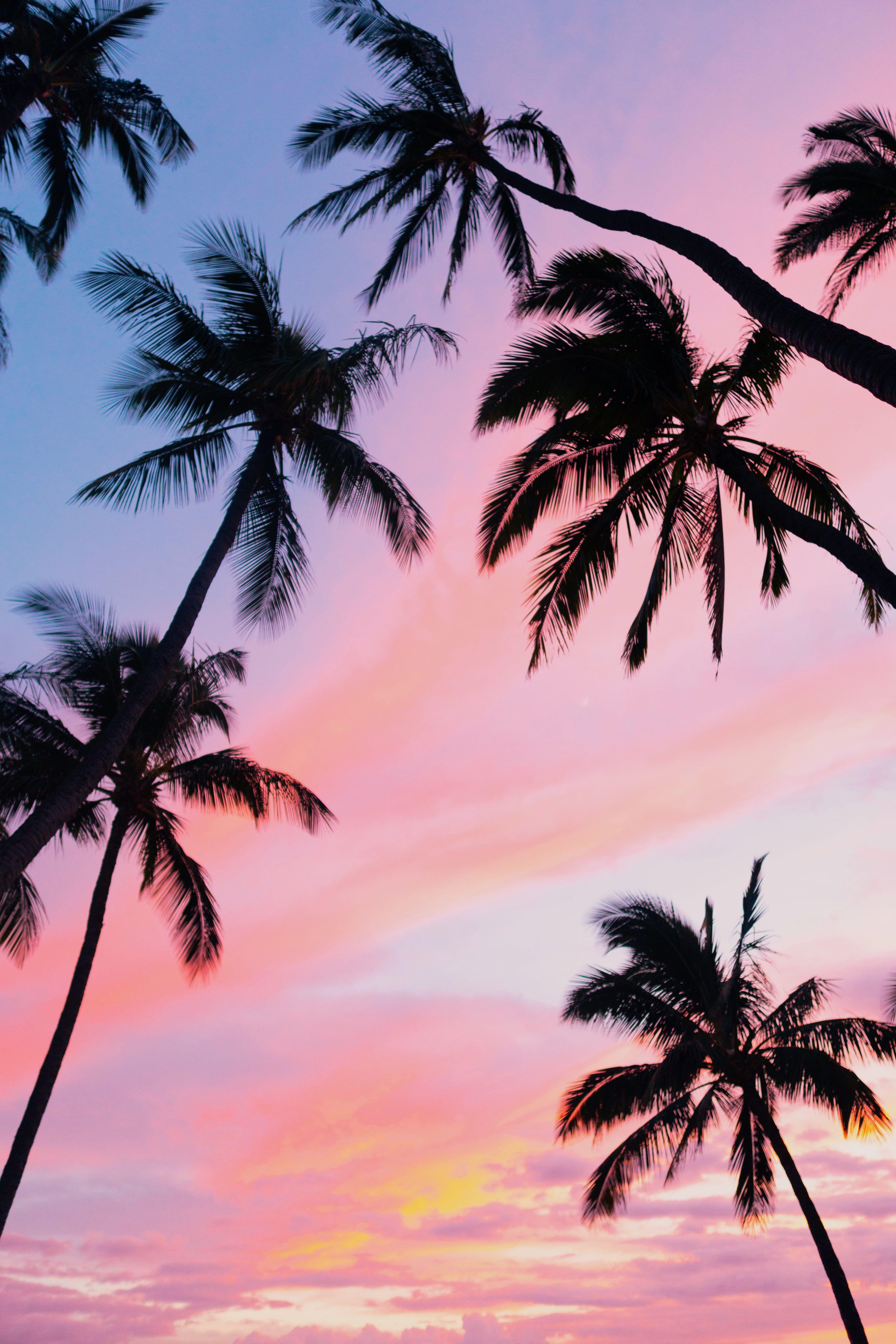 Sunset Palm Aesthetic Wallpapers - Top Free Sunset Palm Aesthetic ...