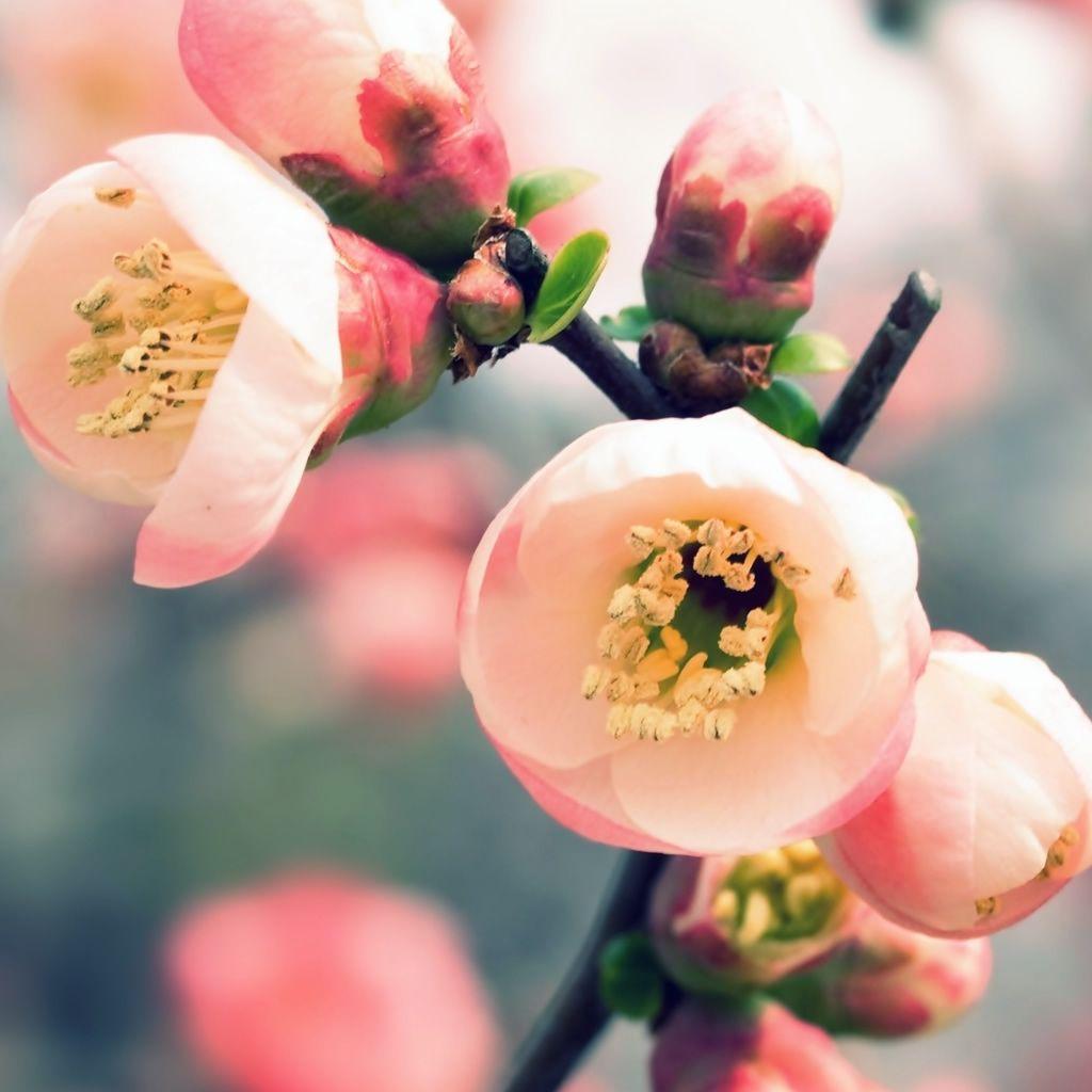 Spring iPad Wallpapers - Top Free Spring iPad Backgrounds - WallpaperAccess