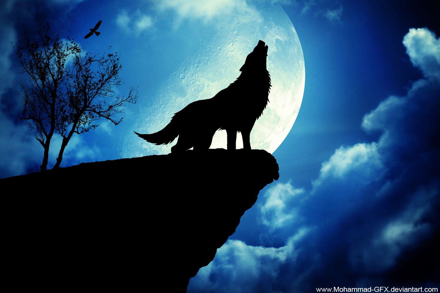 Unique Wolf Wallpapers - Top Free Unique Wolf Backgrounds - WallpaperAccess