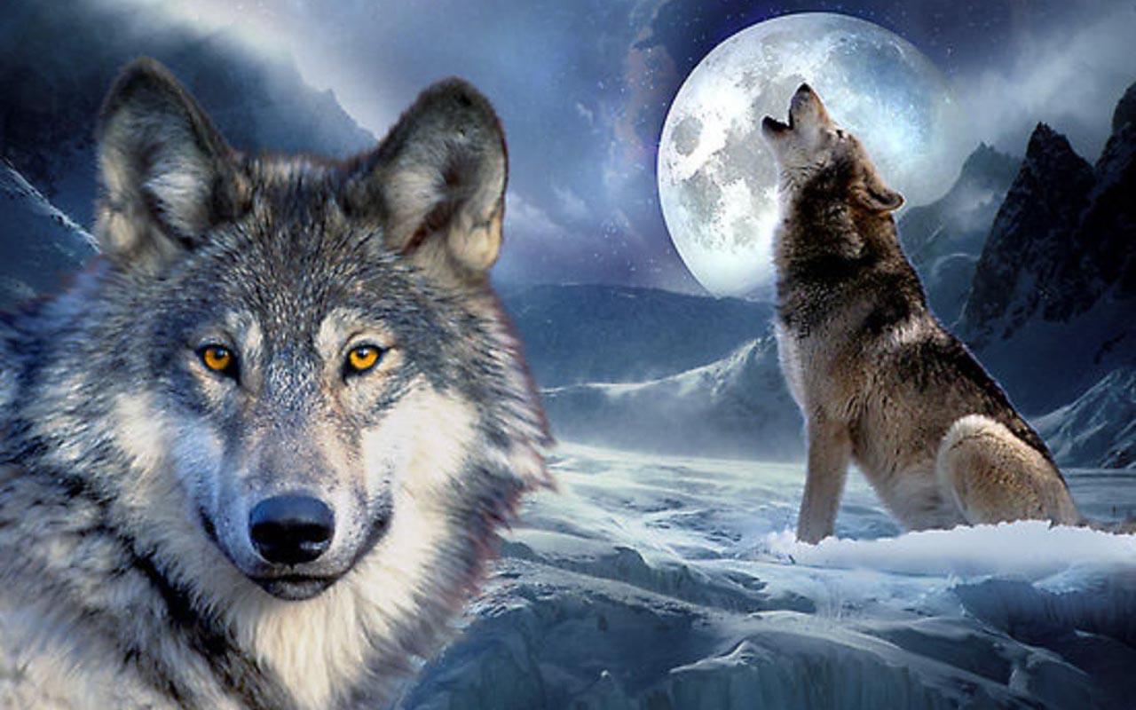 Unique Wolf Wallpapers - Top Free Unique Wolf Backgrounds - WallpaperAccess