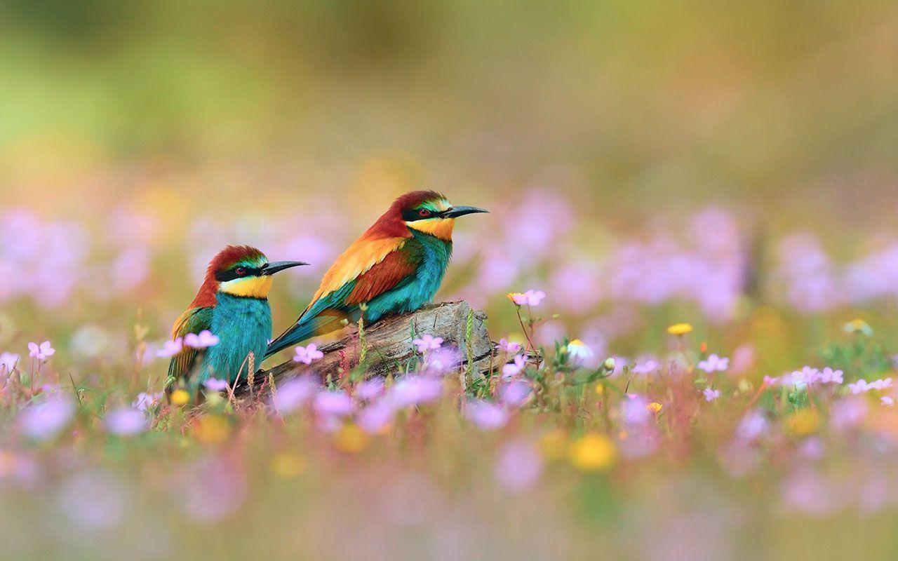 Wildlife Photography Wallpapers - Top Free Wildlife Photography ...