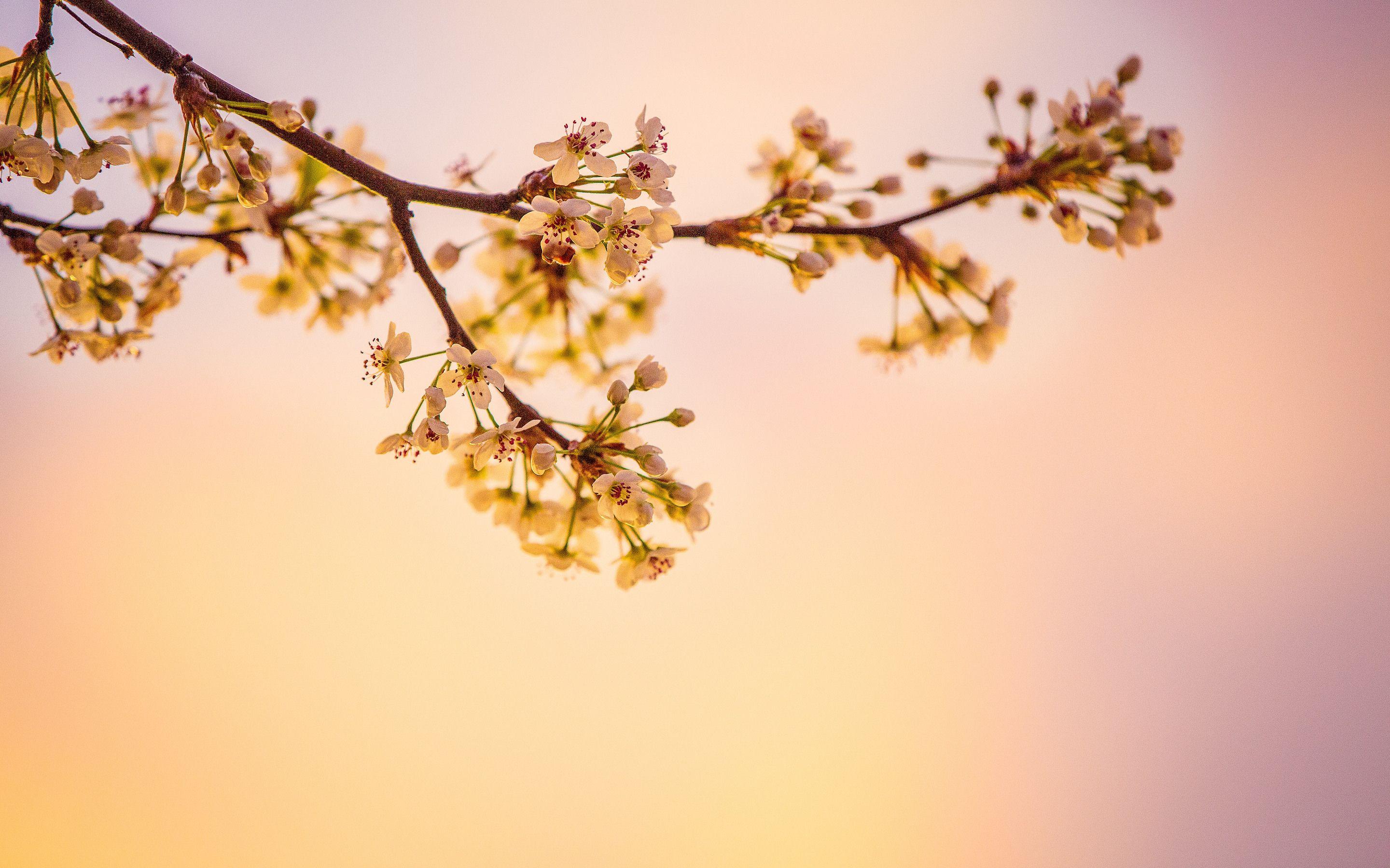 White Cherry Blossom Wallpapers - Top Free White Cherry Blossom ...