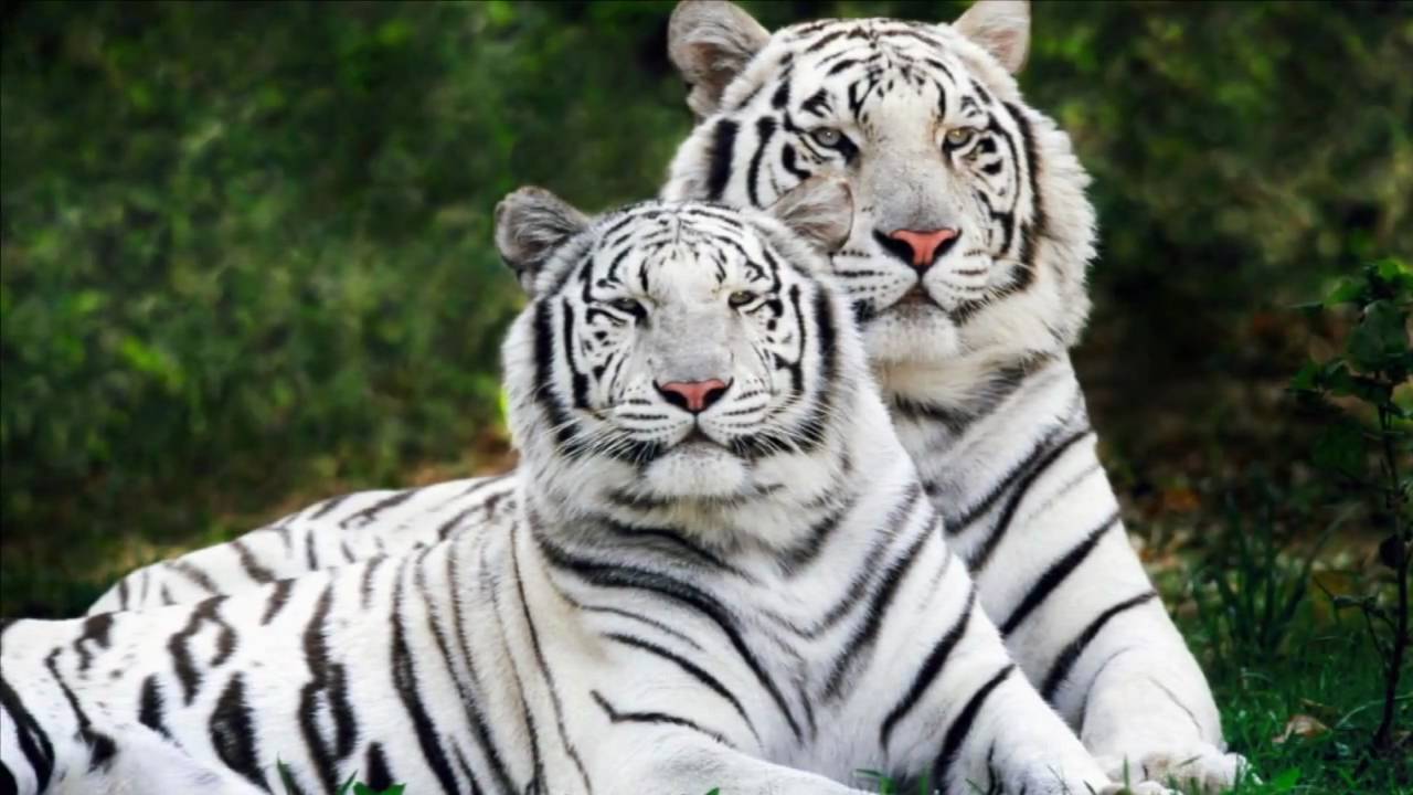 Cute White Tiger Wallpapers - Top Free Cute White Tiger Backgrounds ...