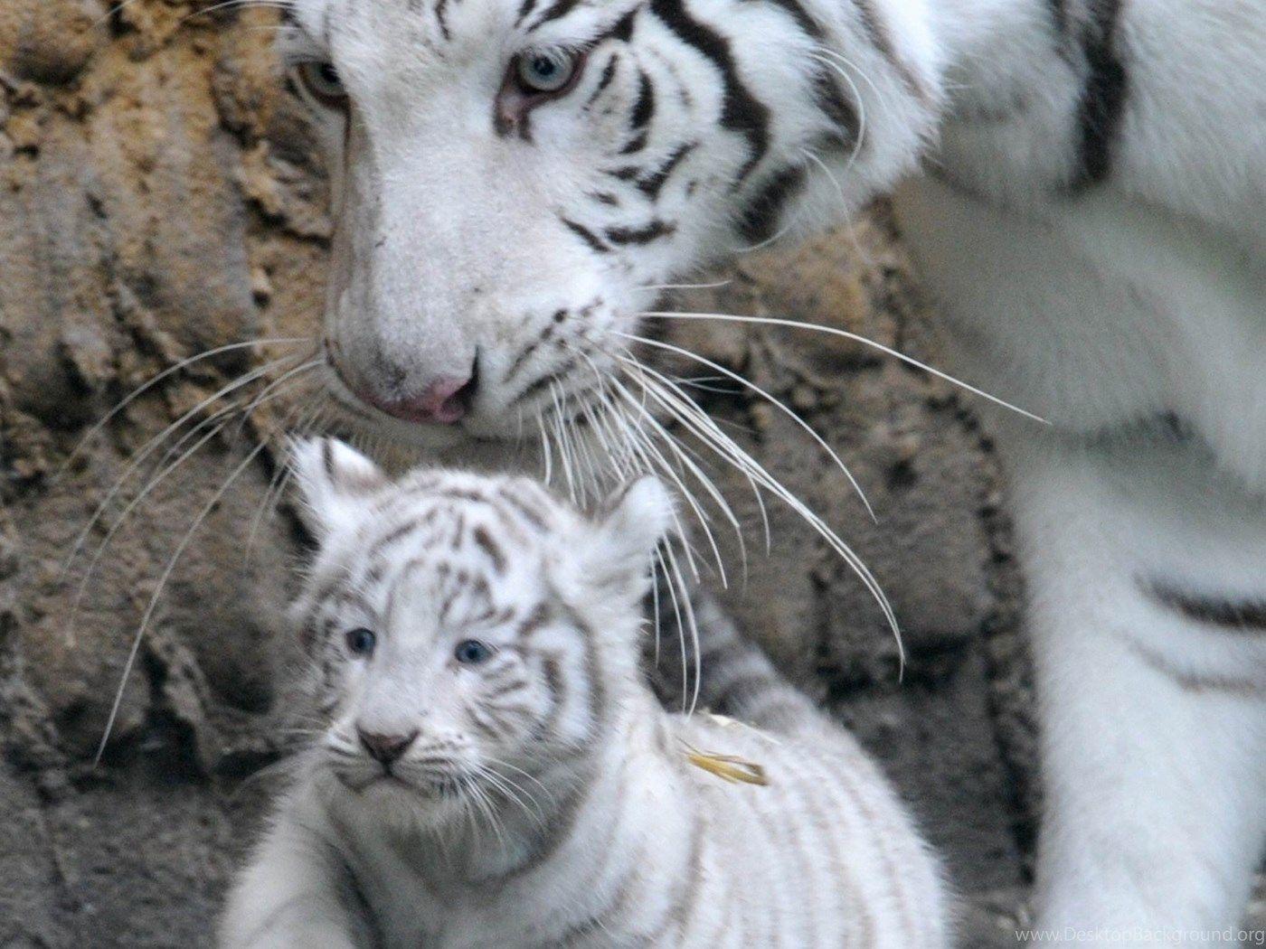 Cute White Tiger Wallpapers - Top Free Cute White Tiger Backgrounds ...