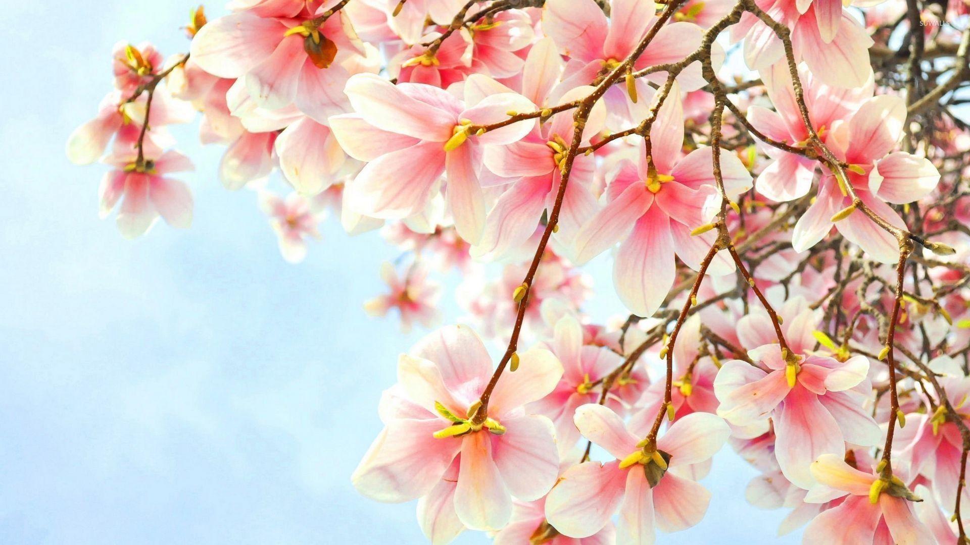 Magnolia Flower Wallpapers - Top Free Magnolia Flower Backgrounds ...