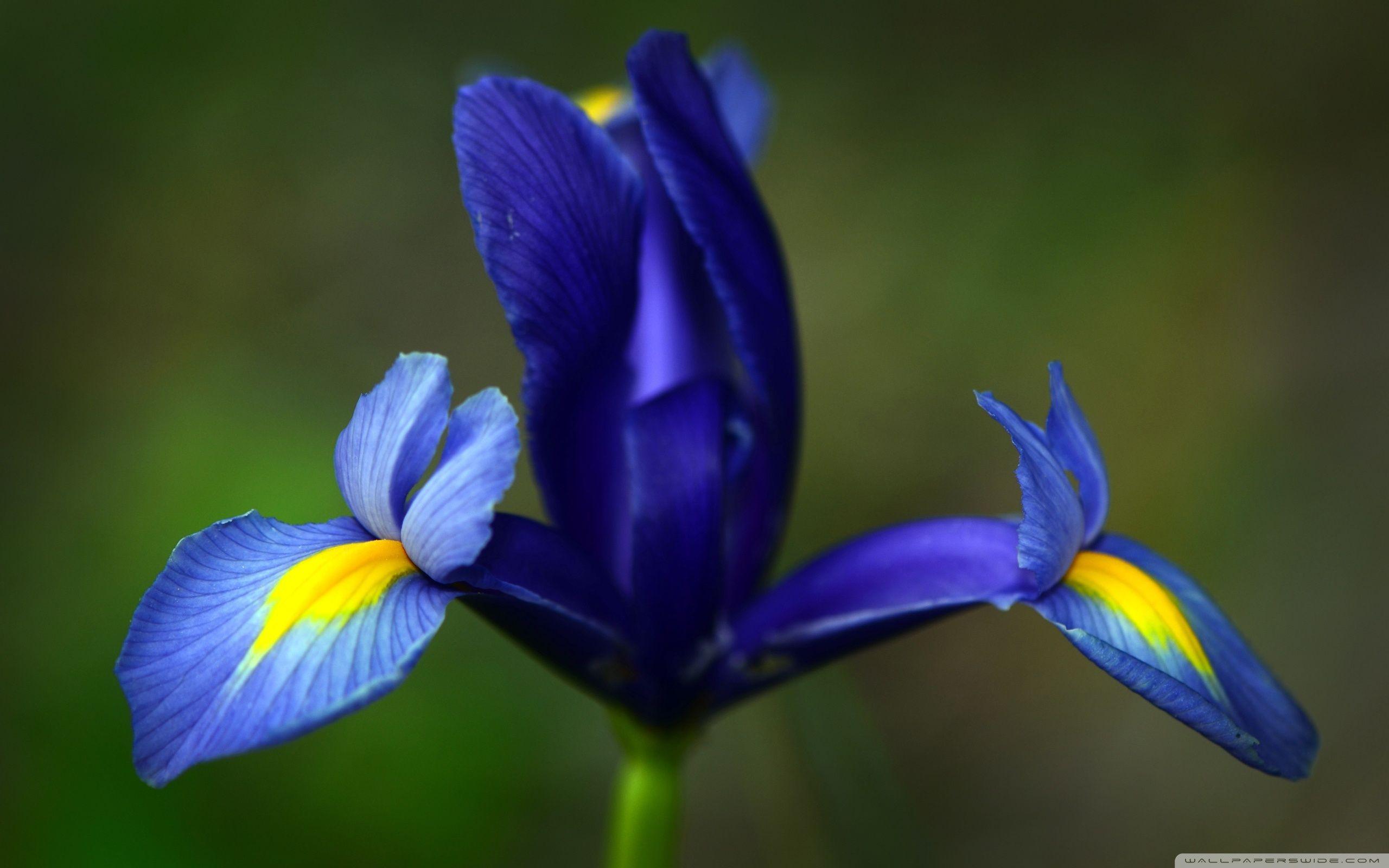 Iris Flower Wallpapers - Top Free Iris Flower Backgrounds - WallpaperAccess