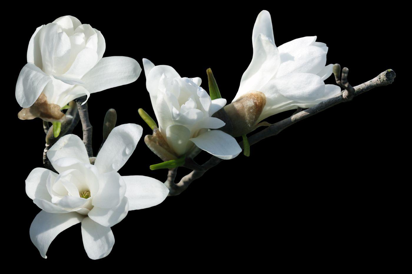 Magnolia Flower Wallpapers - Top Free Magnolia Flower Backgrounds ...