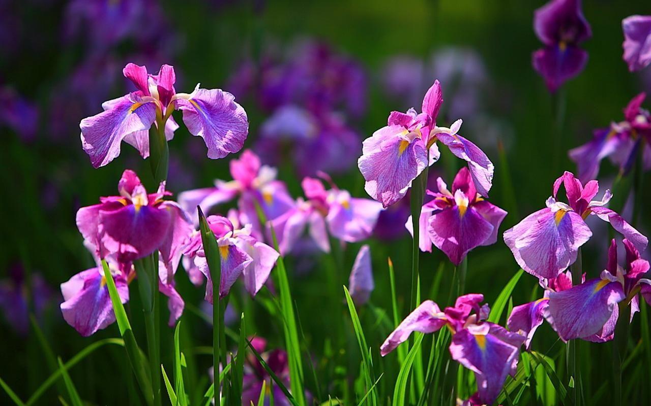Iris Flower Wallpapers - Top Free Iris Flower Backgrounds - WallpaperAccess