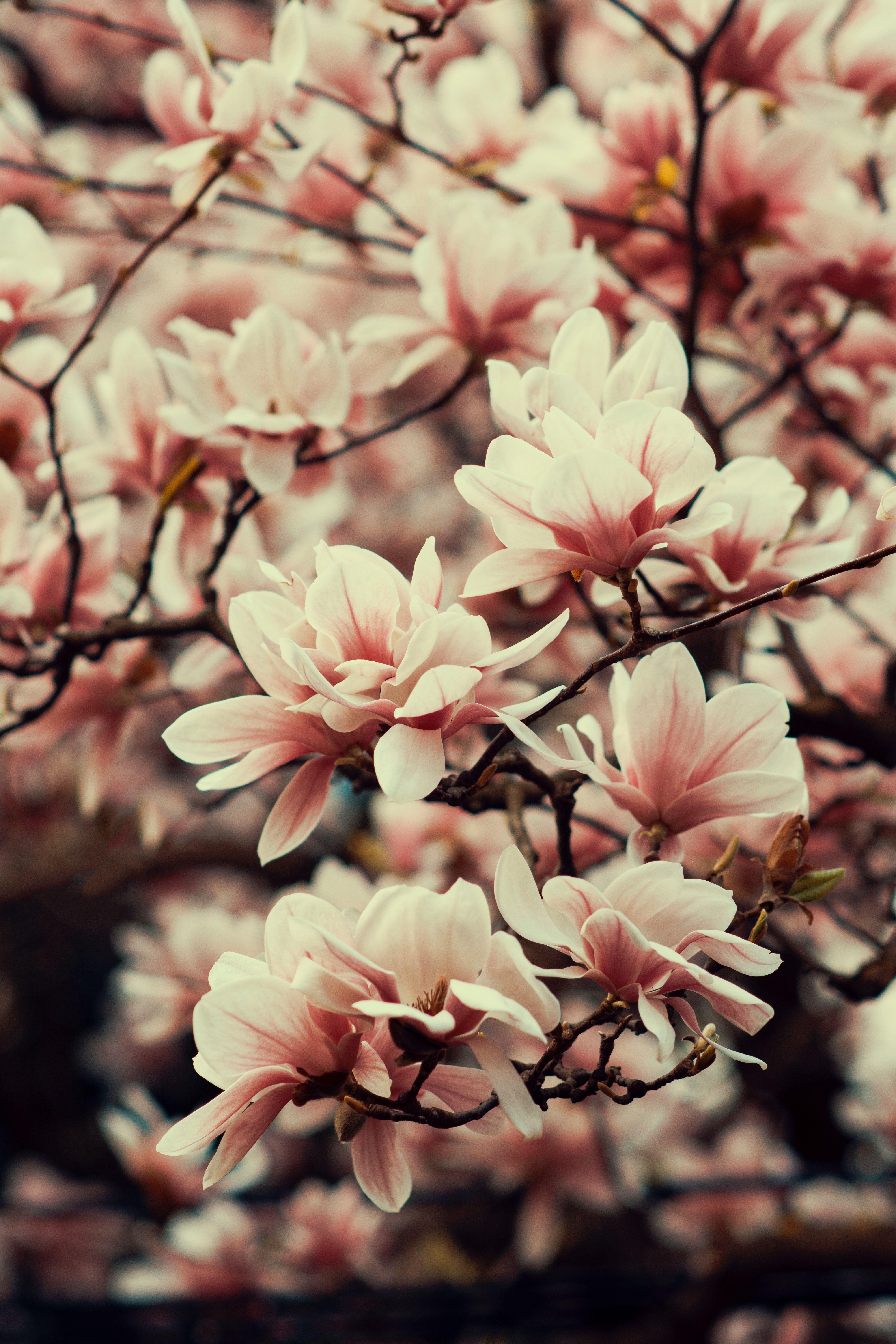Magnolia Flower Wallpapers - Top Free Magnolia Flower Backgrounds ...
