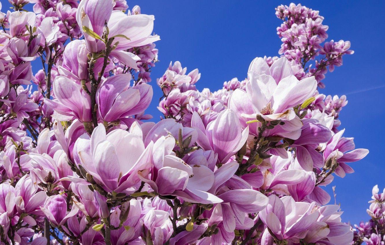 Magnolia Flower Wallpapers - Top Free Magnolia Flower Backgrounds ...