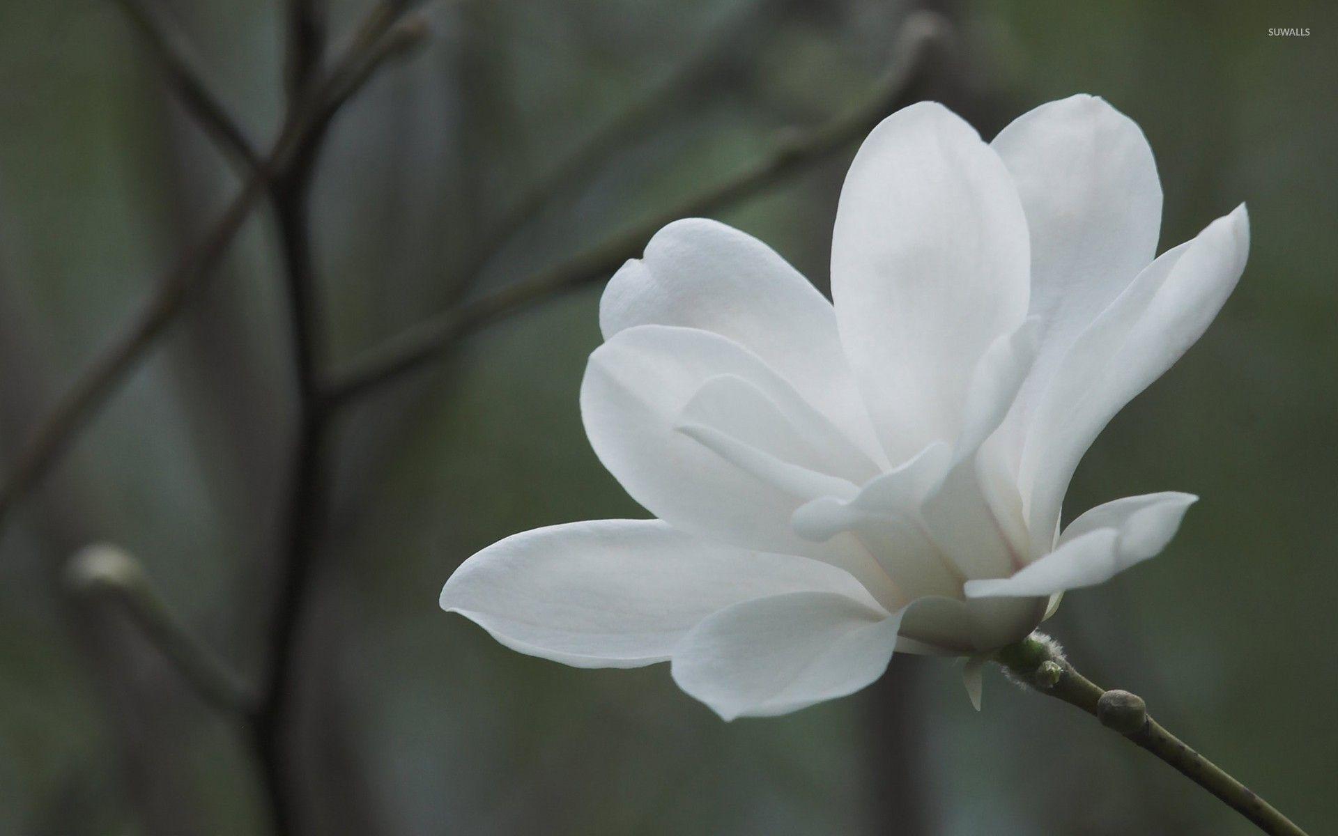 Magnolia Desktop Wallpapers - Top Free Magnolia Desktop Backgrounds ...