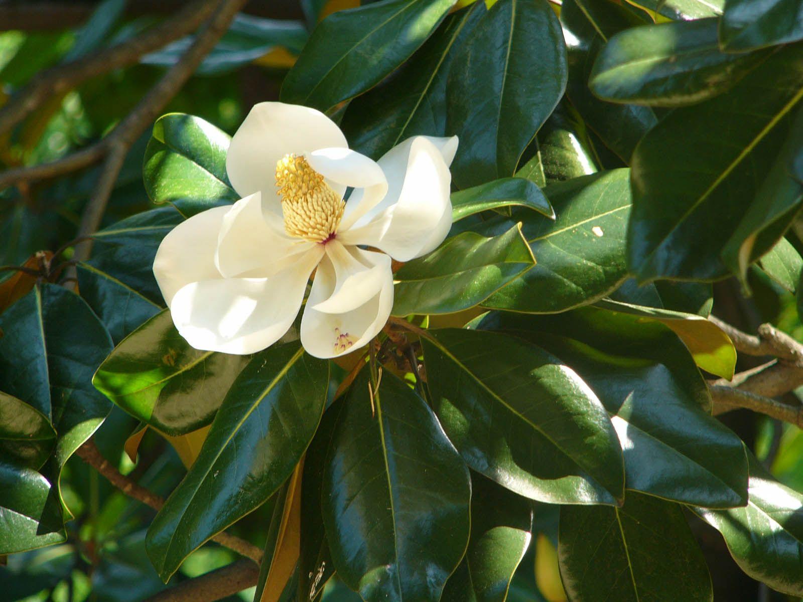 Magnolia Flower Wallpapers - Top Free Magnolia Flower Backgrounds ...