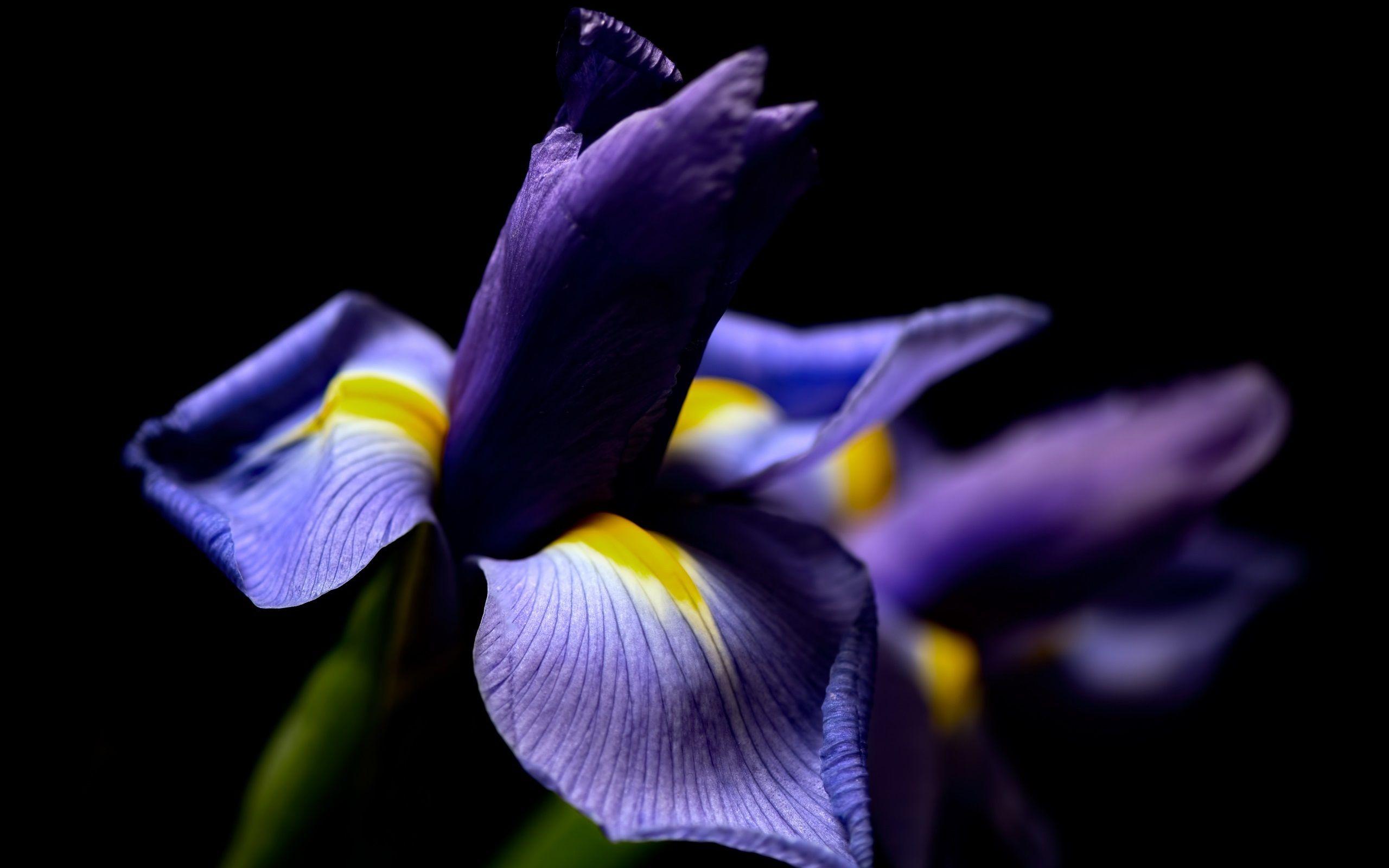 Iris Flower Wallpapers - Top Free Iris Flower Backgrounds - WallpaperAccess
