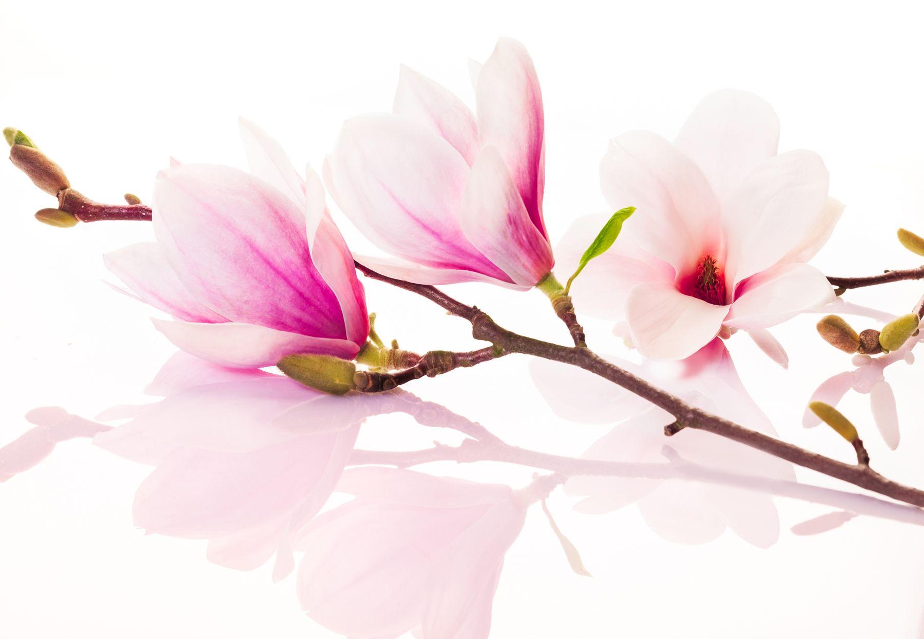 Magnolia Flower Wallpapers - Top Free Magnolia Flower Backgrounds ...