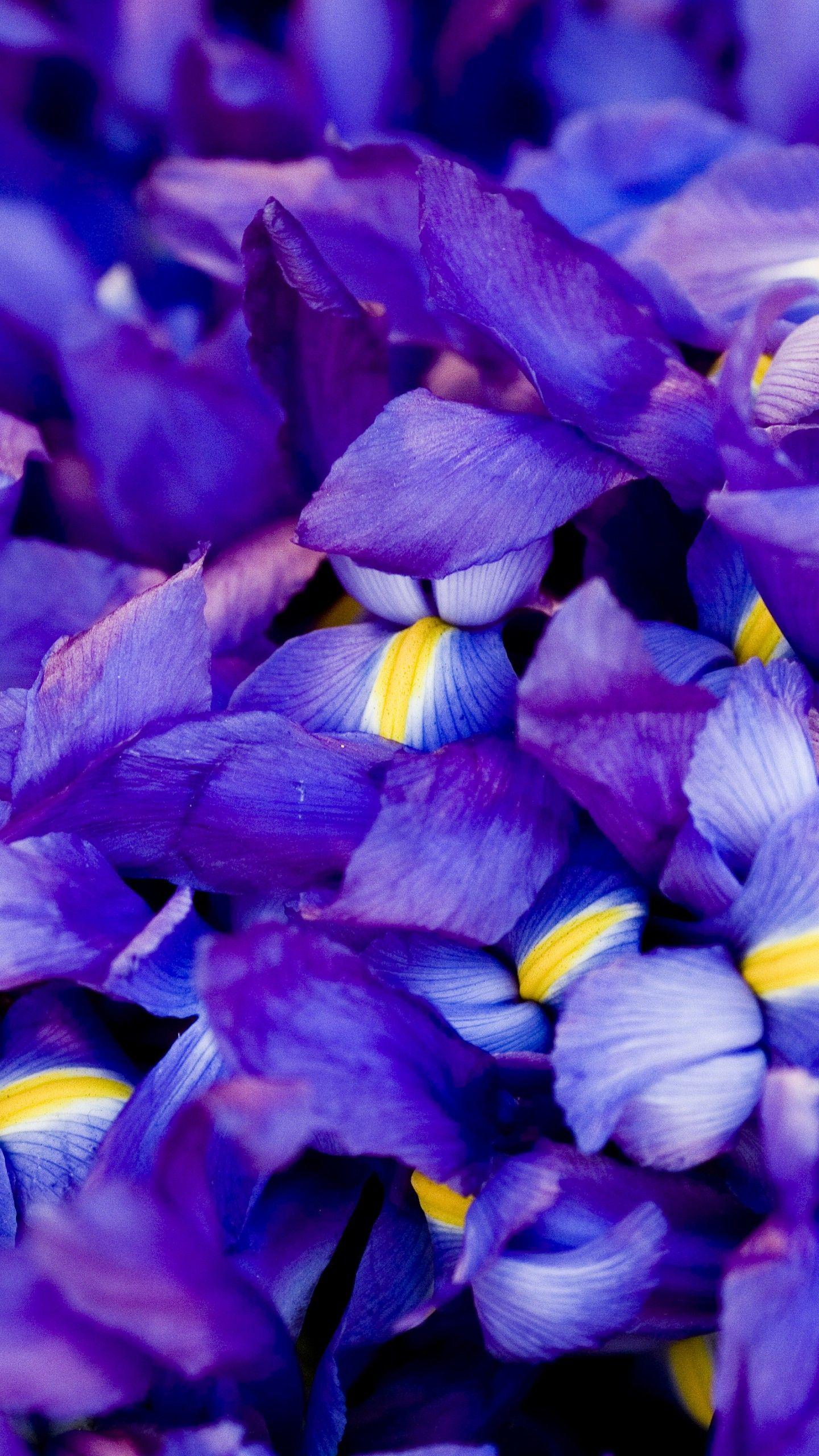 Iris Flower Wallpapers - Top Free Iris Flower Backgrounds - WallpaperAccess