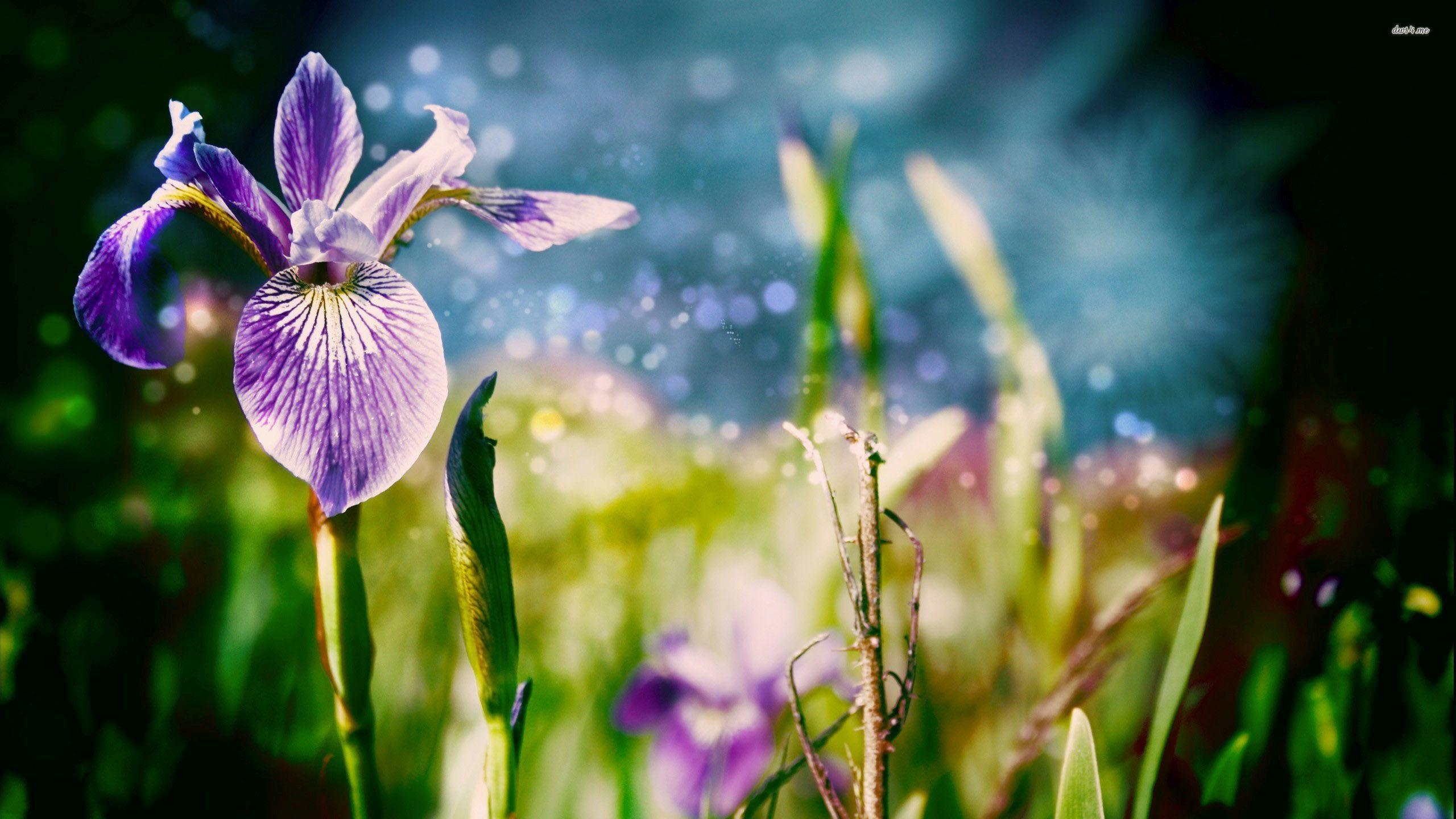 Iris Flower Wallpapers - Top Free Iris Flower Backgrounds - WallpaperAccess