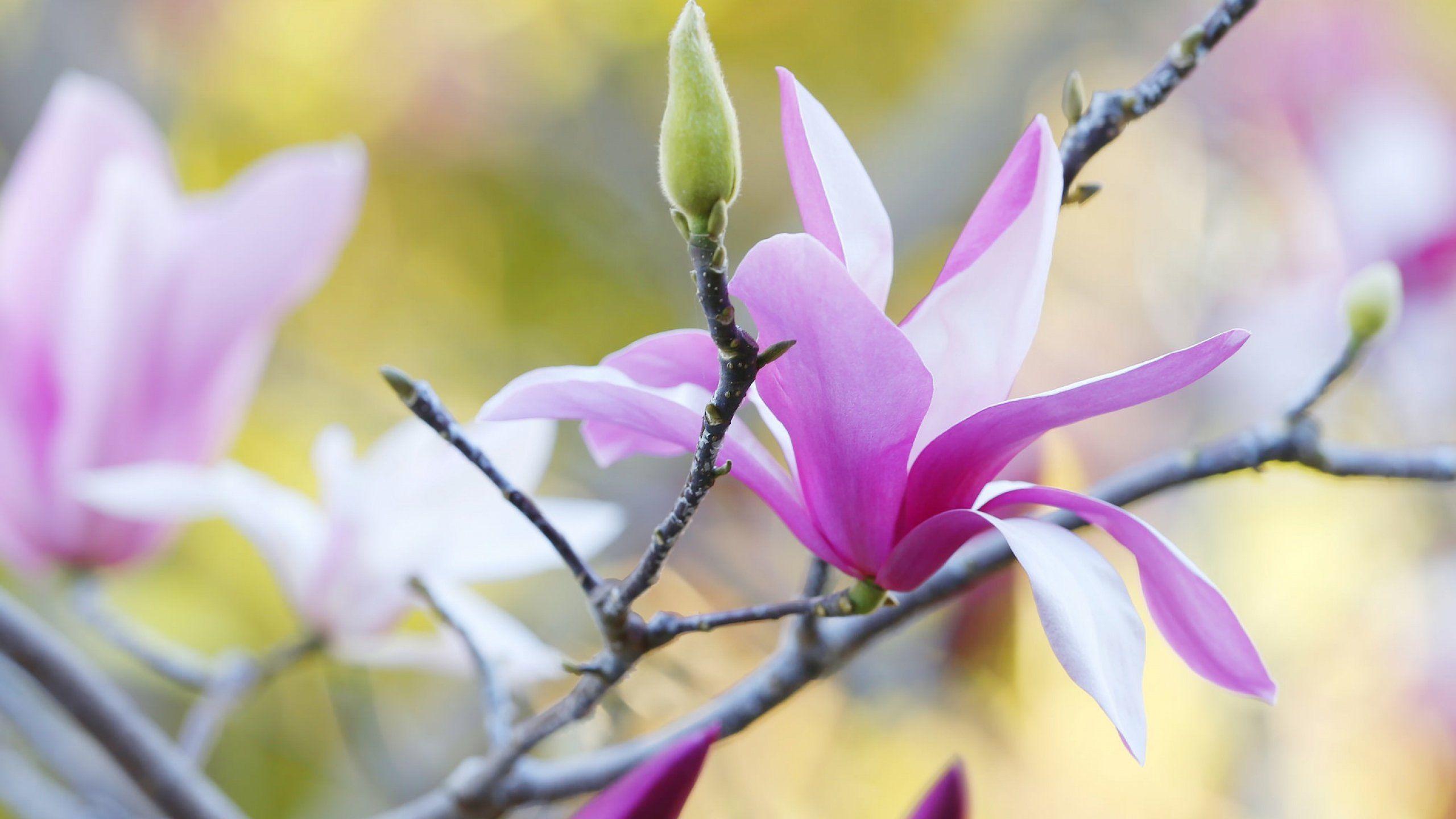 Magnolia Flower Wallpapers - Top Free Magnolia Flower Backgrounds ...