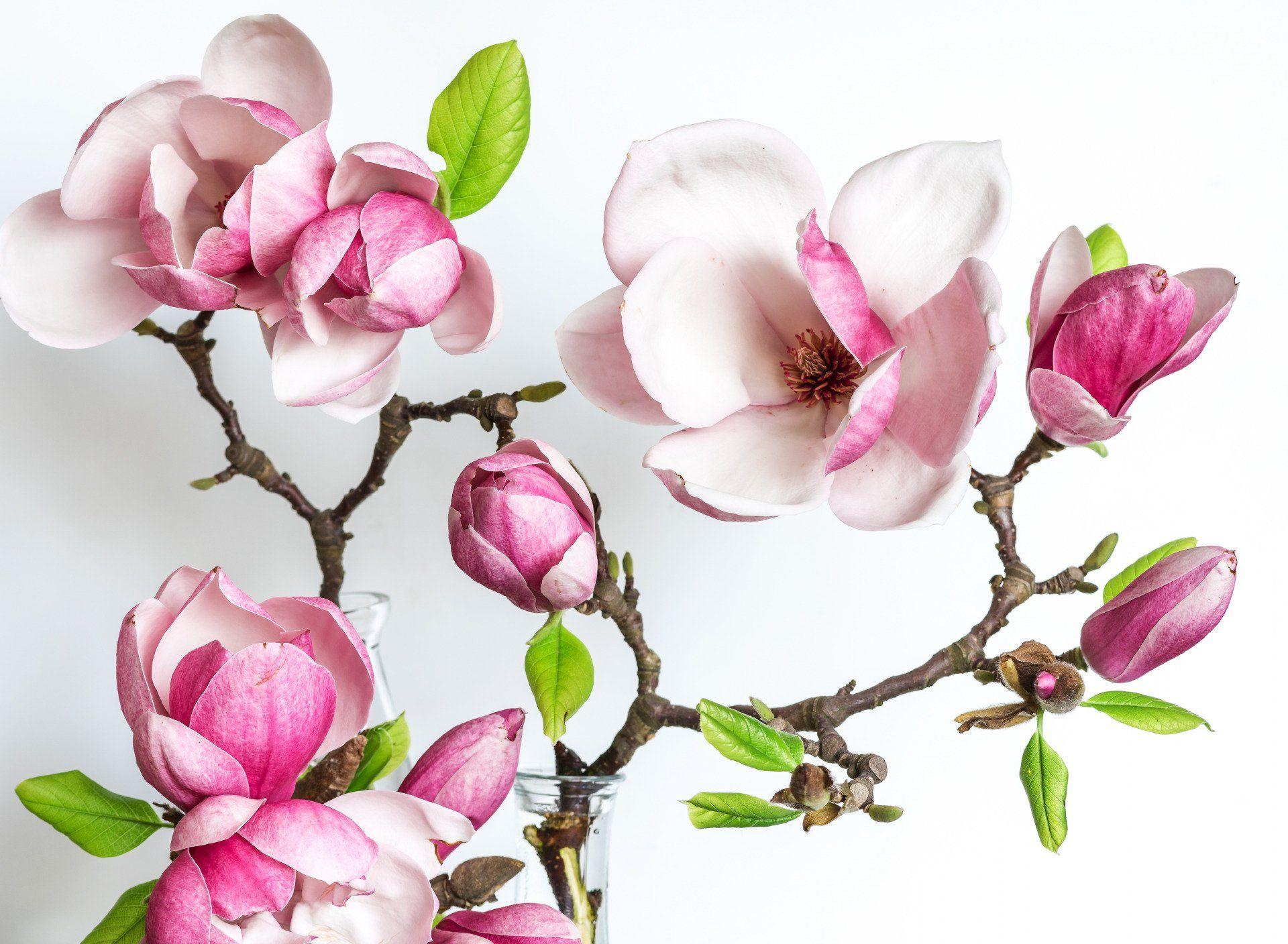 Magnolia Flower Wallpapers - Top Free Magnolia Flower Backgrounds ...