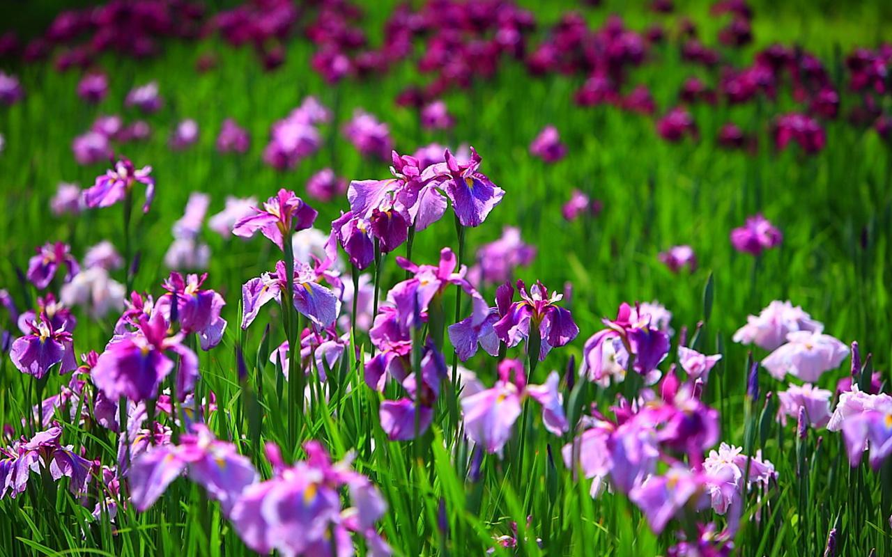 Iris Flower Wallpapers - Top Free Iris Flower Backgrounds - WallpaperAccess