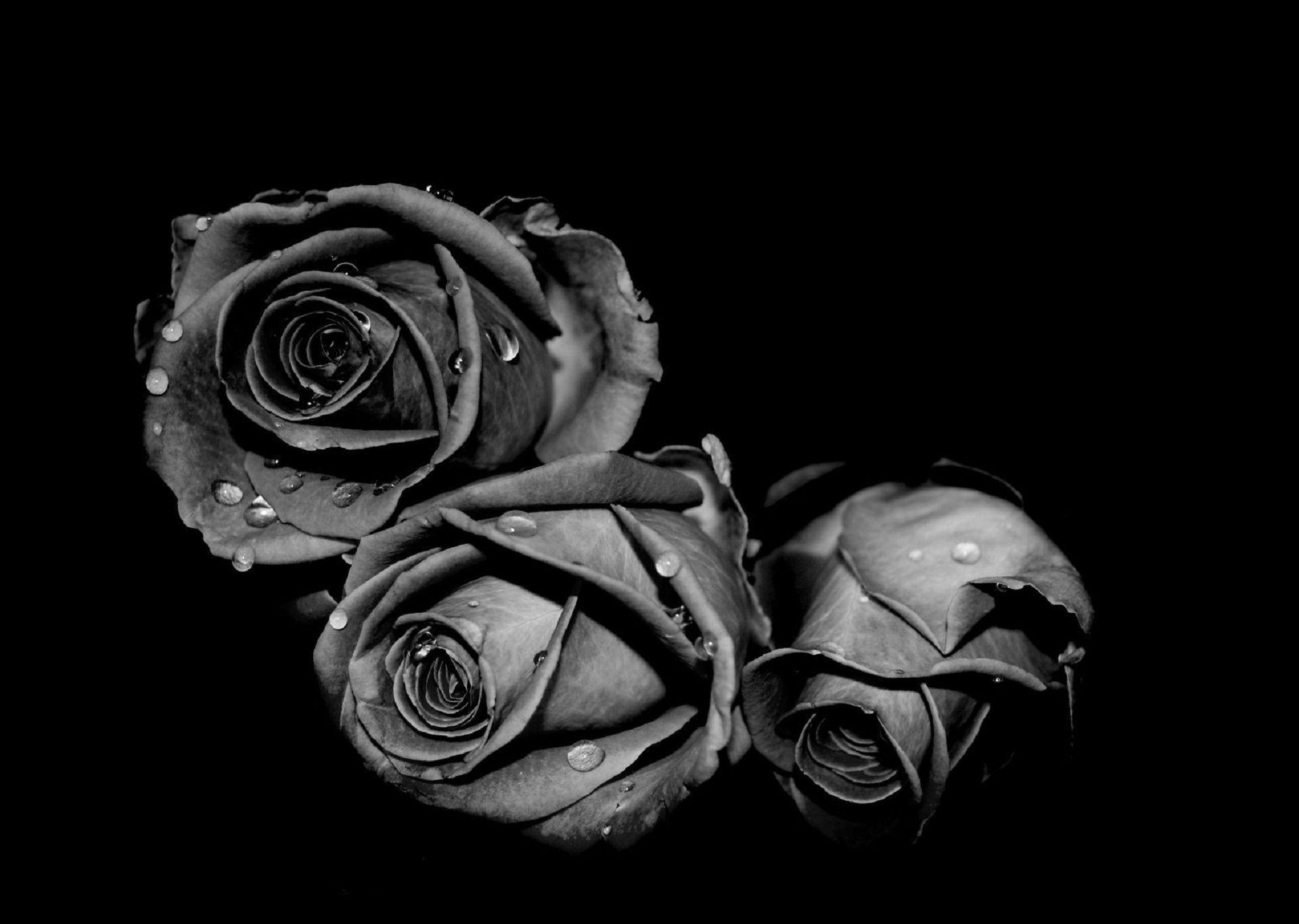 Black Rose HD Wallpapers - Top Free Black Rose HD Backgrounds ...
