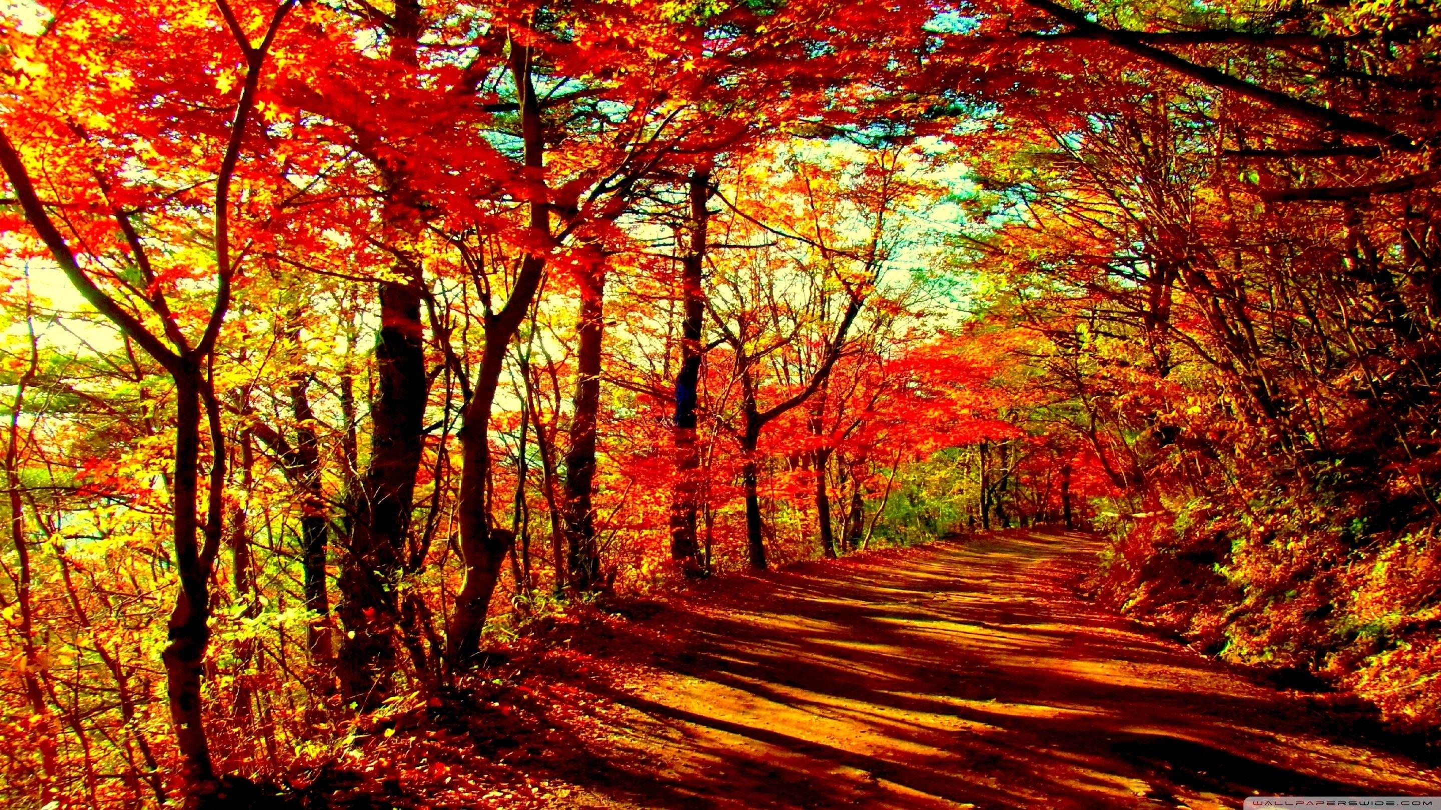 Colorful Forest Wallpapers - Top Free Colorful Forest Backgrounds ...
