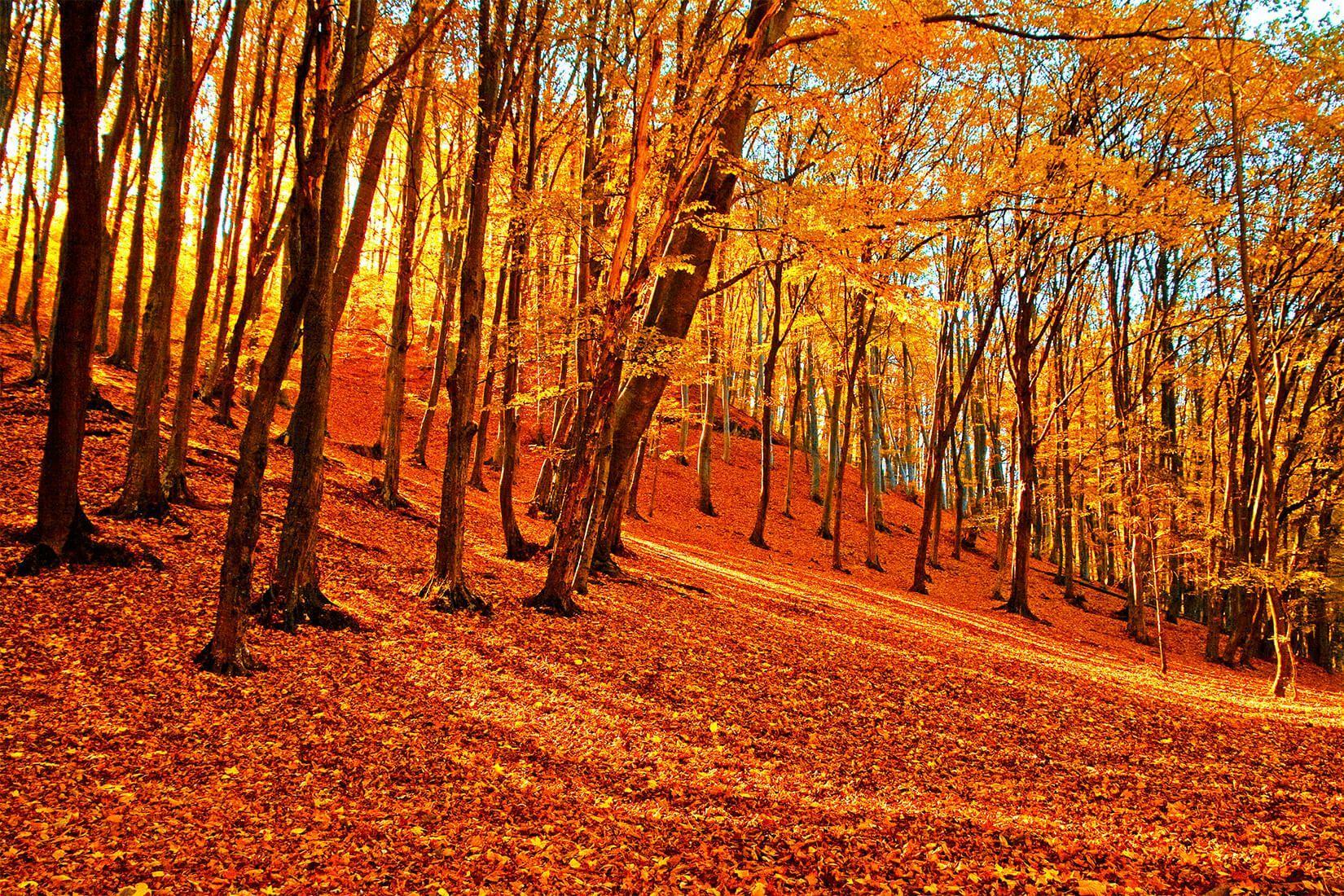 Colorful Forest Wallpapers - Top Free Colorful Forest Backgrounds ...