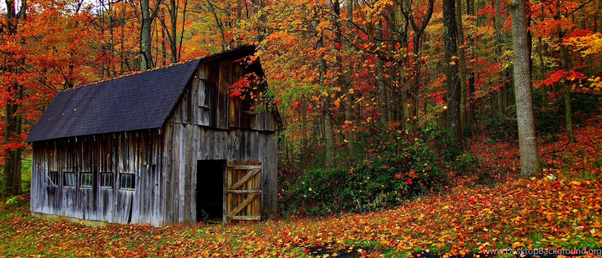 Colorful Forest Wallpapers - Top Free Colorful Forest Backgrounds ...