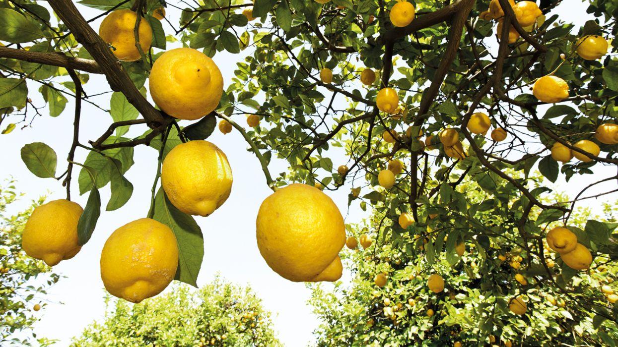 Citrus Fruits Wallpapers - Top Free Citrus Fruits Backgrounds ...