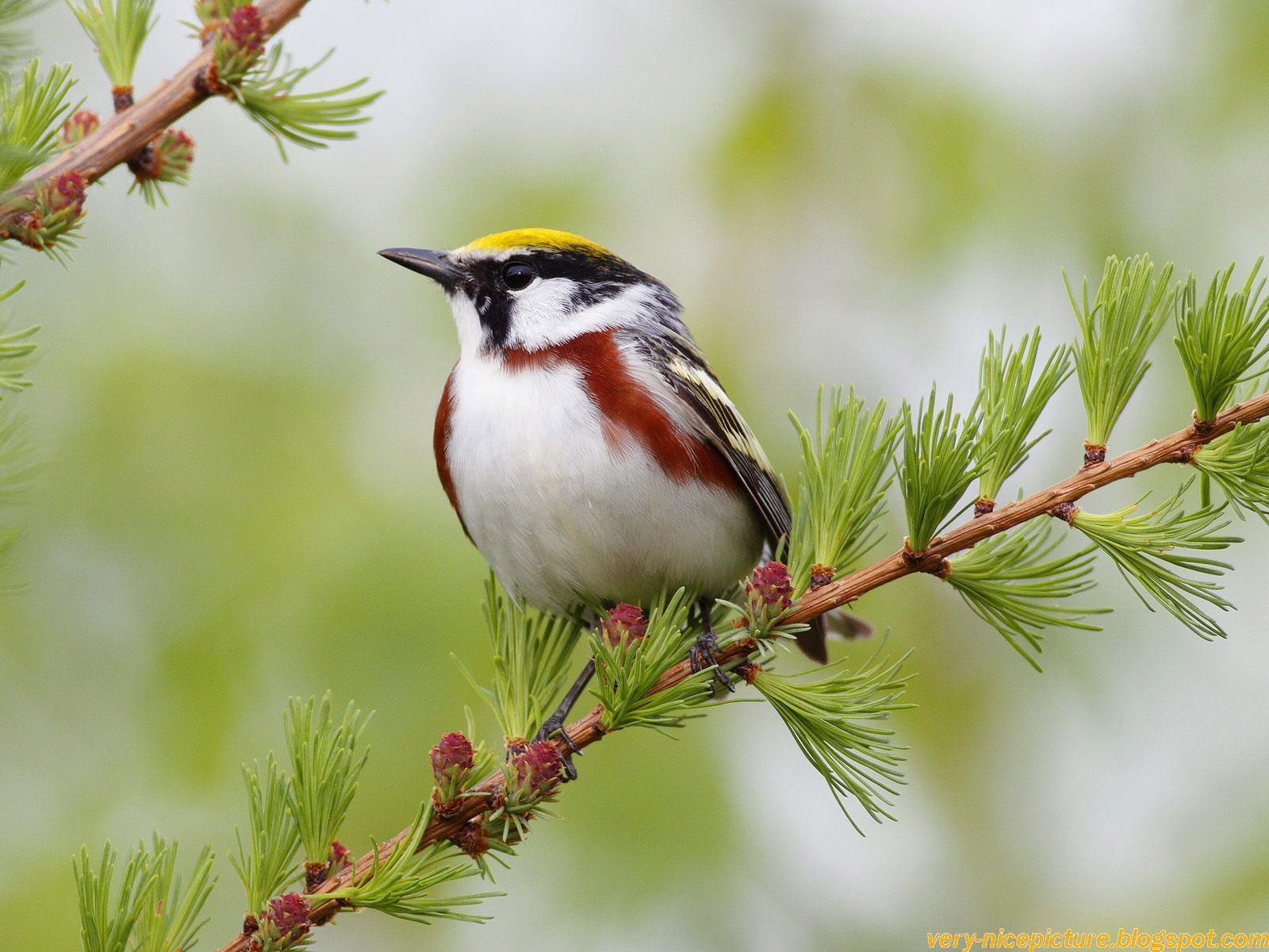 HD Bird Wallpapers - Top Free HD Bird Backgrounds - WallpaperAccess
