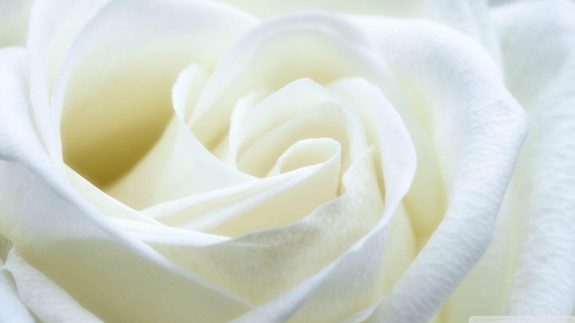 White Roses HD Wallpapers - Top Free White Roses HD Backgrounds ...